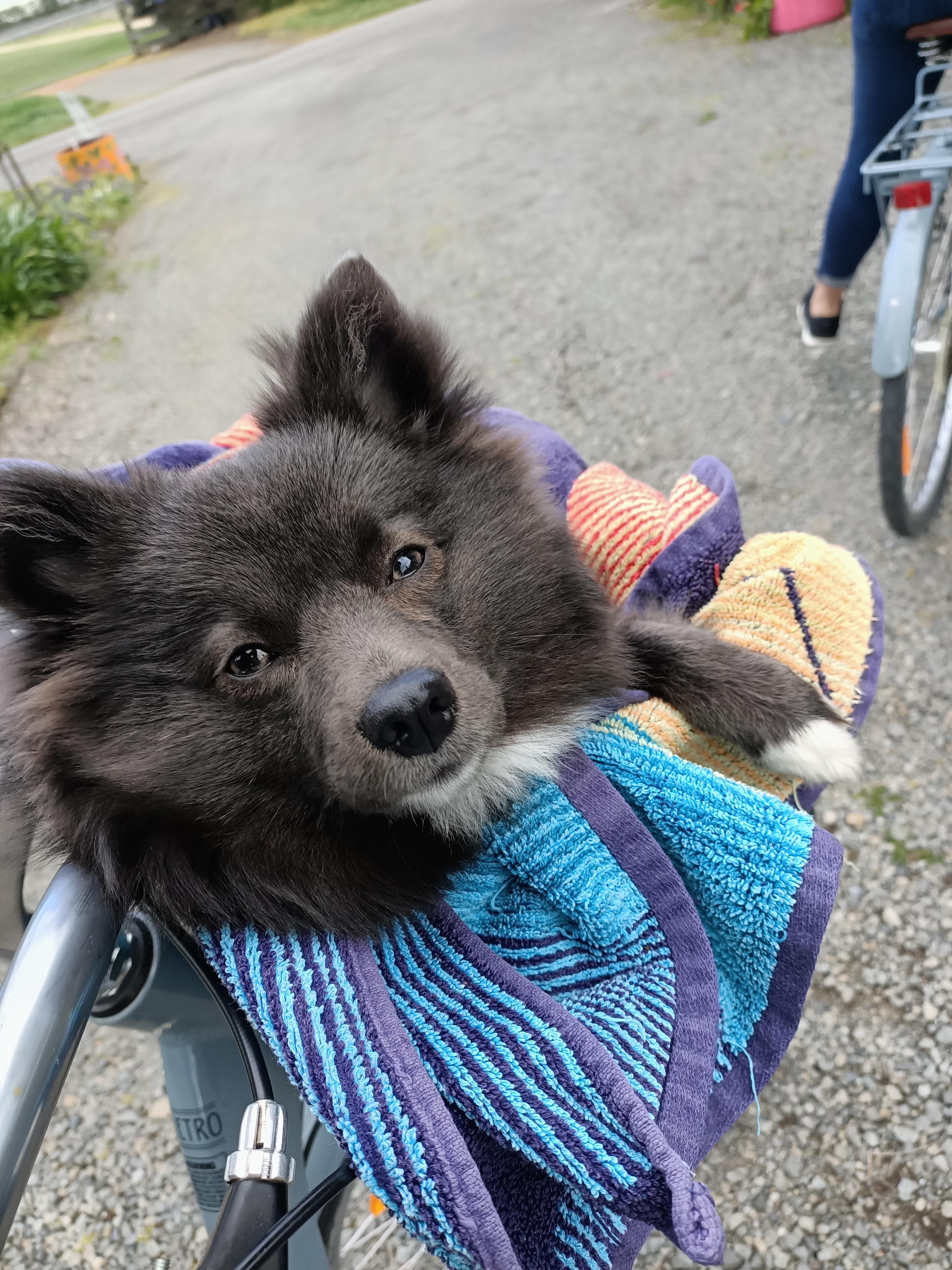 Meet Obi the German Spitz Mittel. | Scrolller