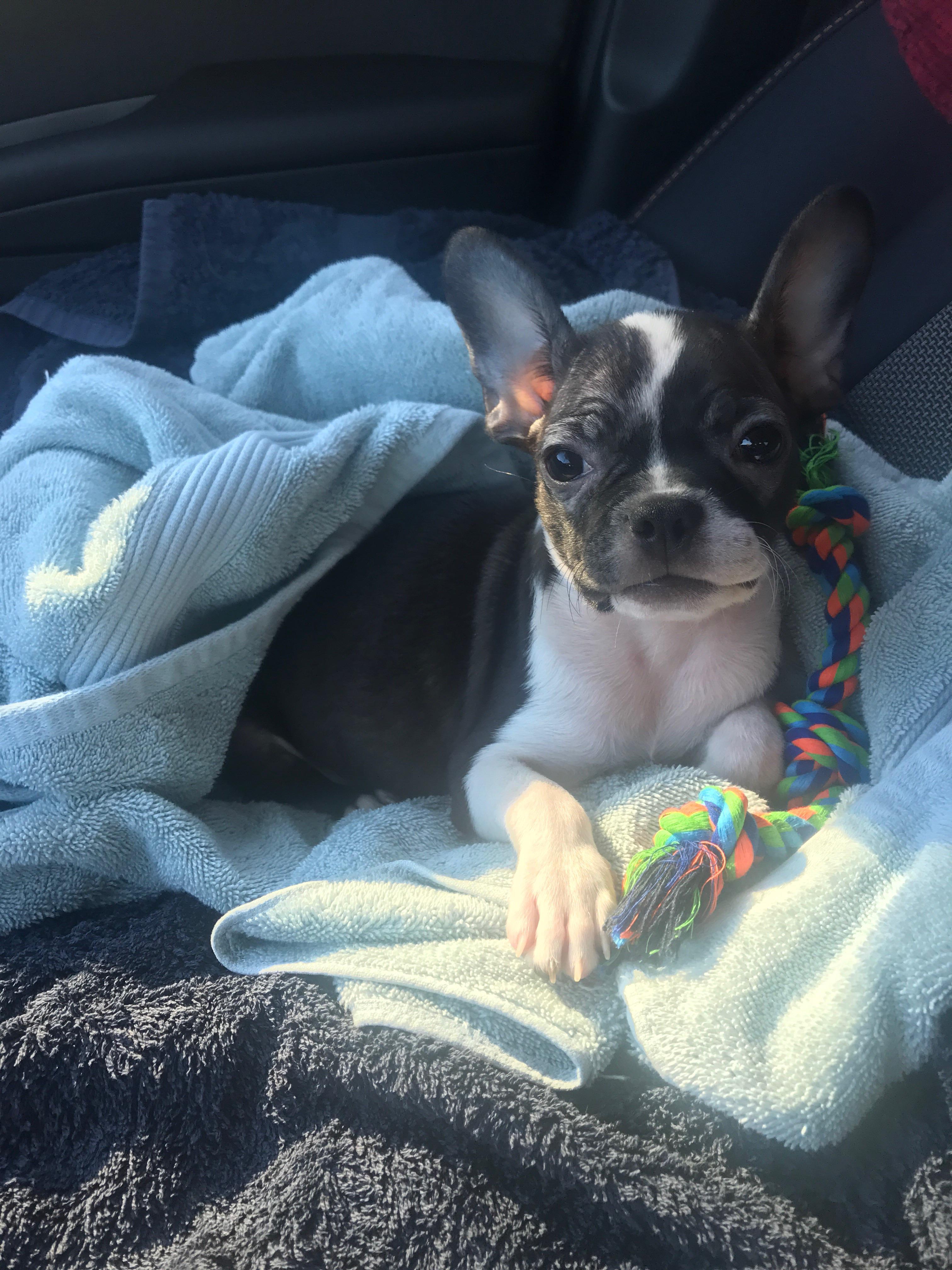 Meet olive :) 3 months old | Scrolller