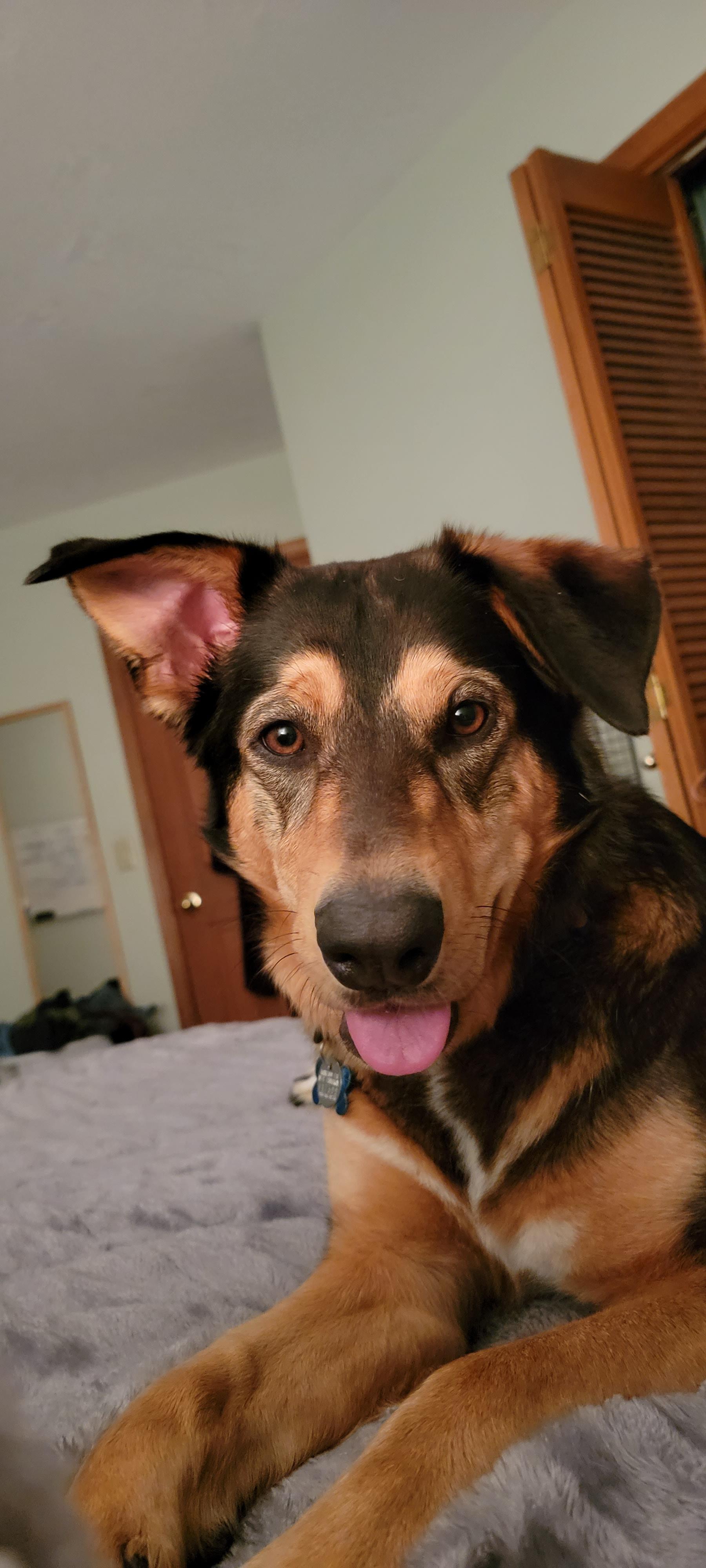 Meet Olive, my 14 month old Shepherd mix. | Scrolller