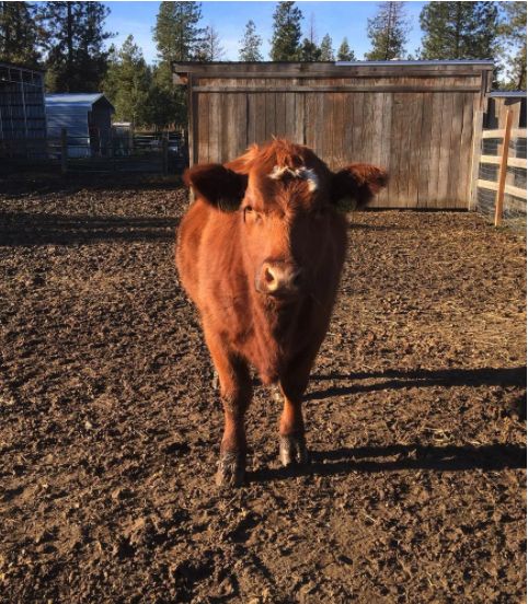 Meet Olive. Rescued and living happily at a rescue. | Scrolller