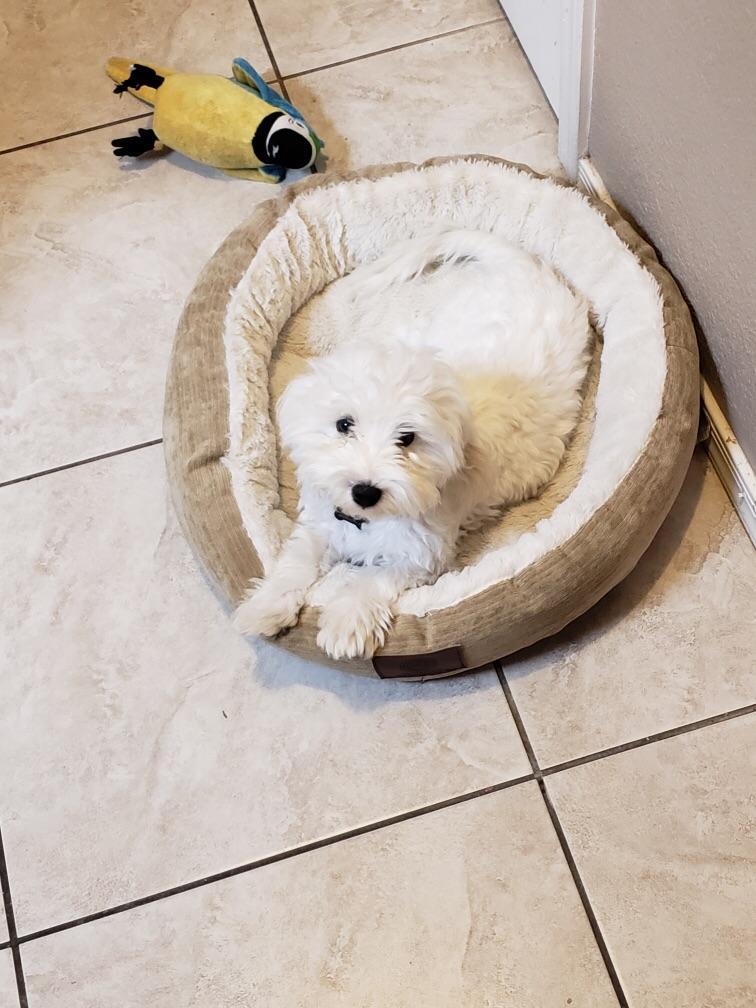 Meet Oliver! | Scrolller