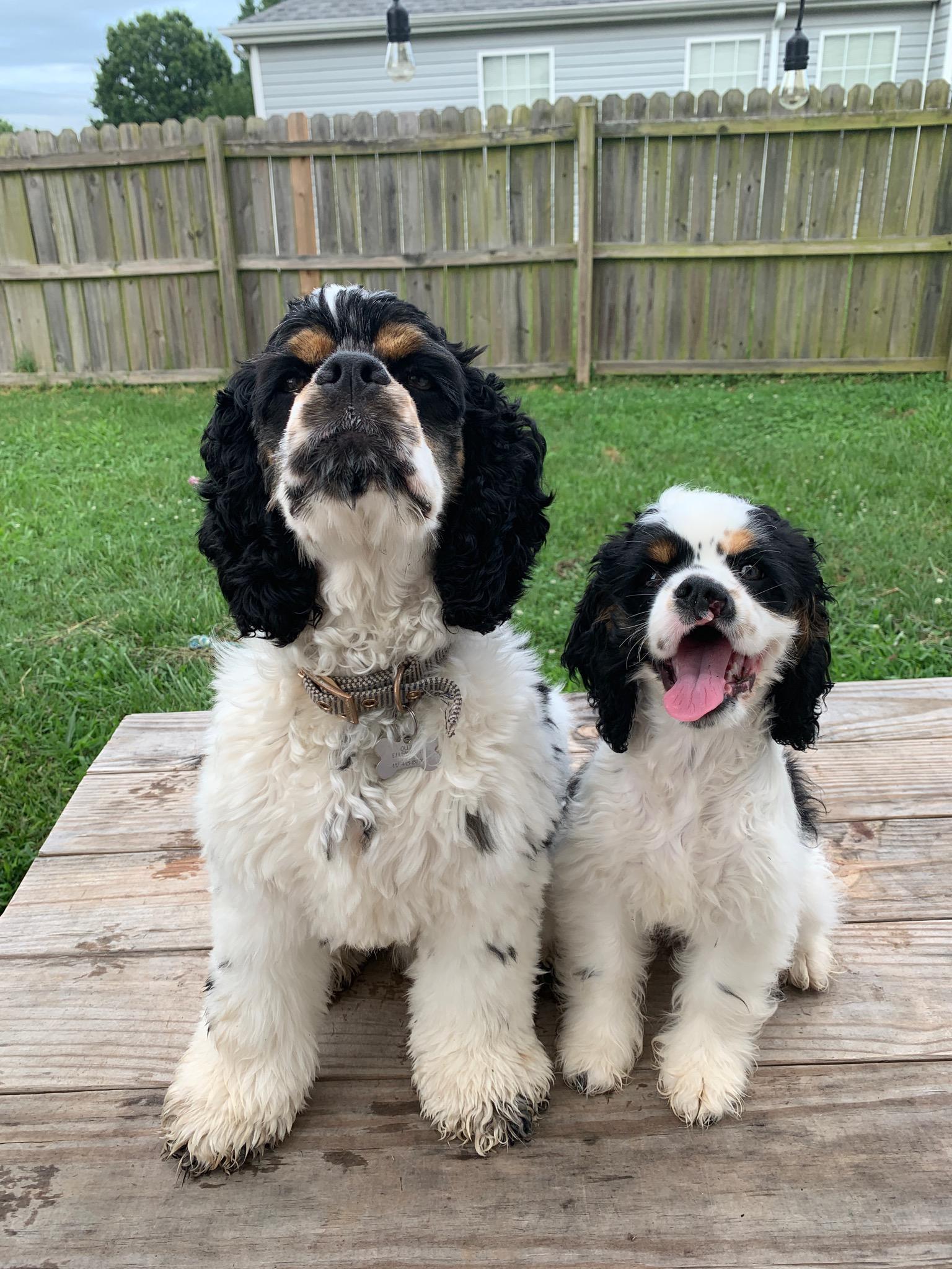 Meet Ollie and Opal, siblings and best friends! | Scrolller