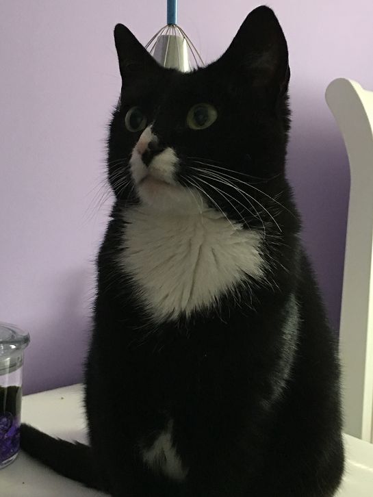 Meet Oreo Cookie, she keeps this exact expression 24/7 | Scrolller