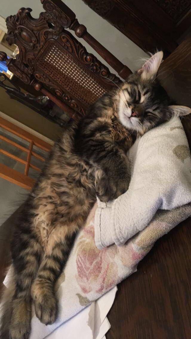 Meet our little boy, Toby. We’re pretty sure he is part Maine Coon. | Scrolller