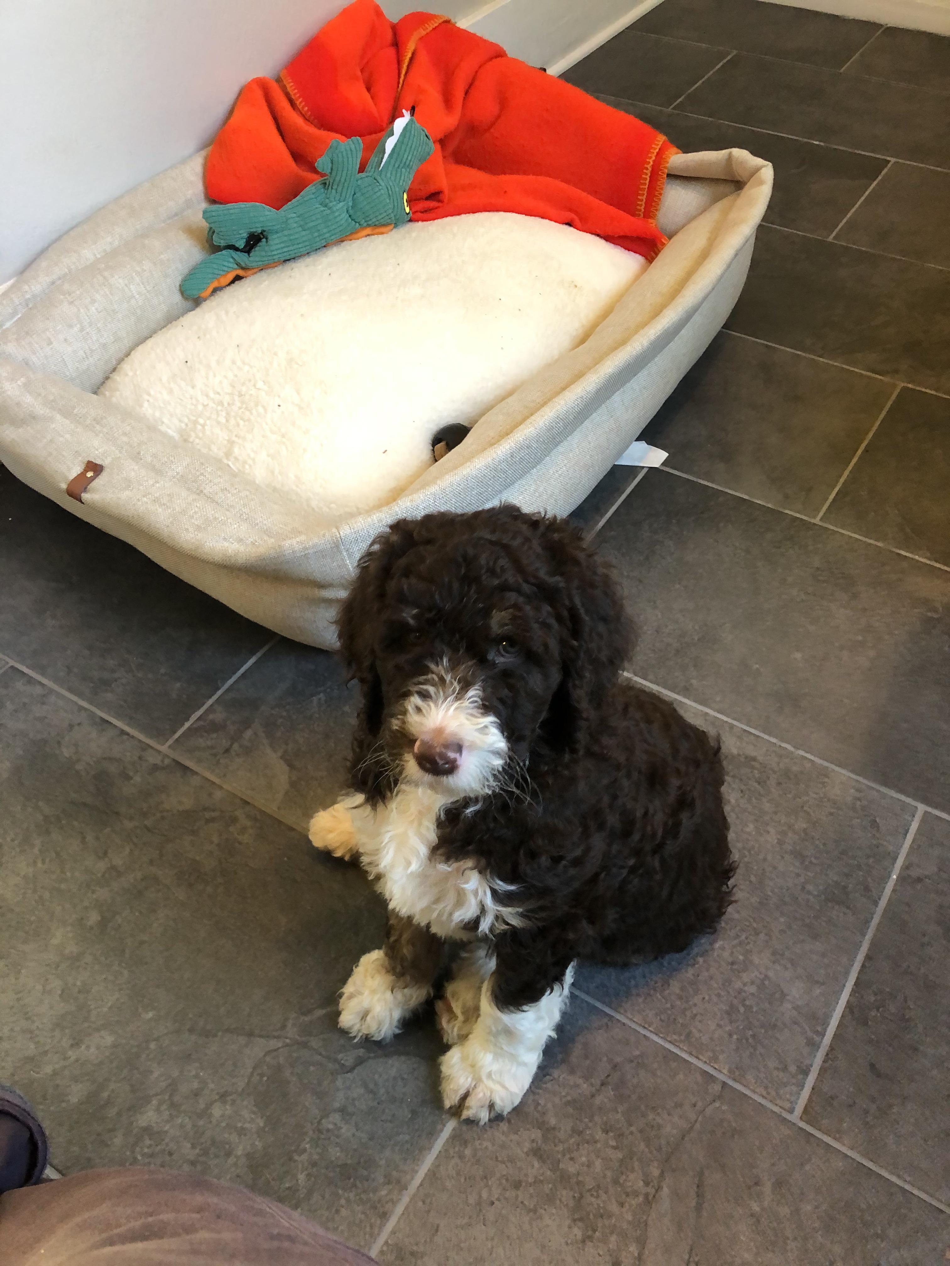 Meet our newest family member, Beau! | Scrolller