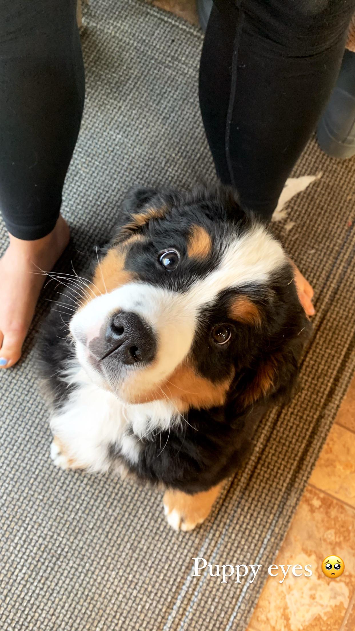Meet Paddington. My first Bernese Mountain Dog ️ | Scrolller