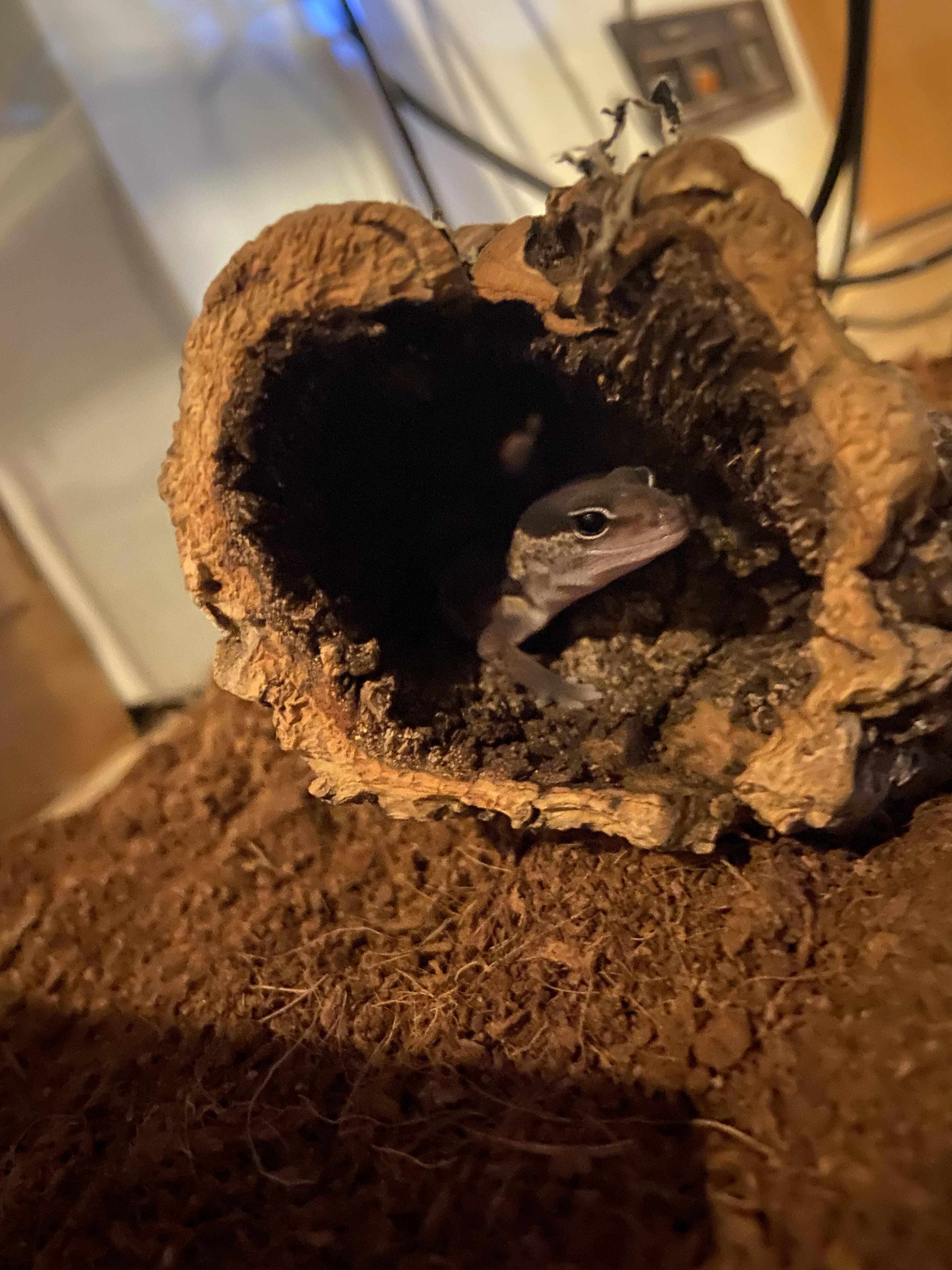 Meet Pebble, a four month old African Fat Tail | Scrolller