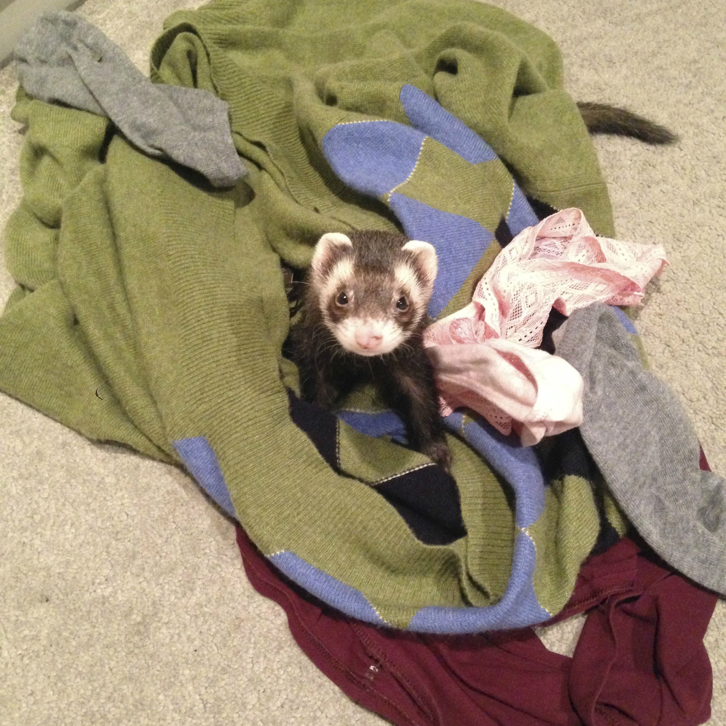 meet Penelope the ferret | Scrolller