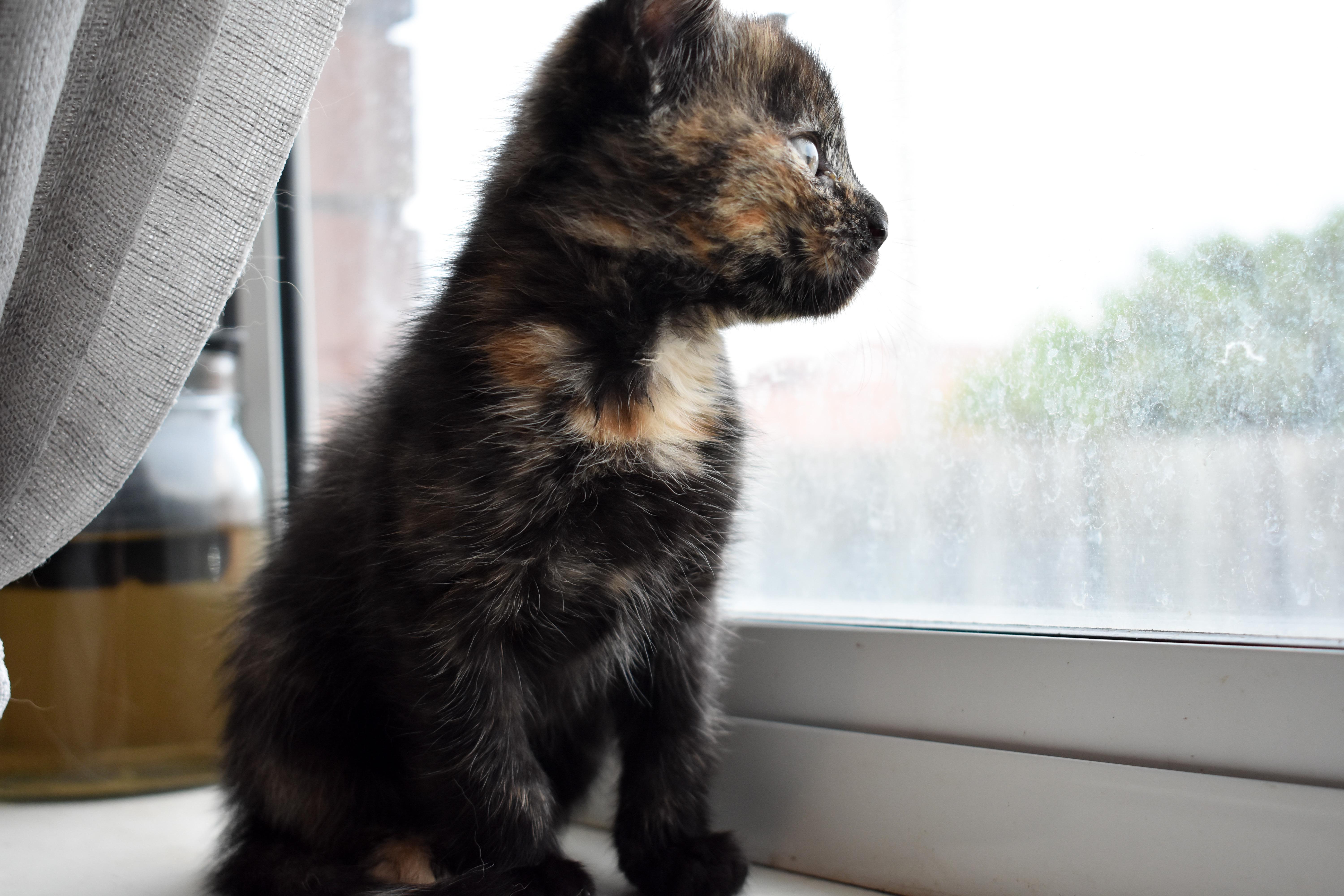 Meet Penny Scrolller