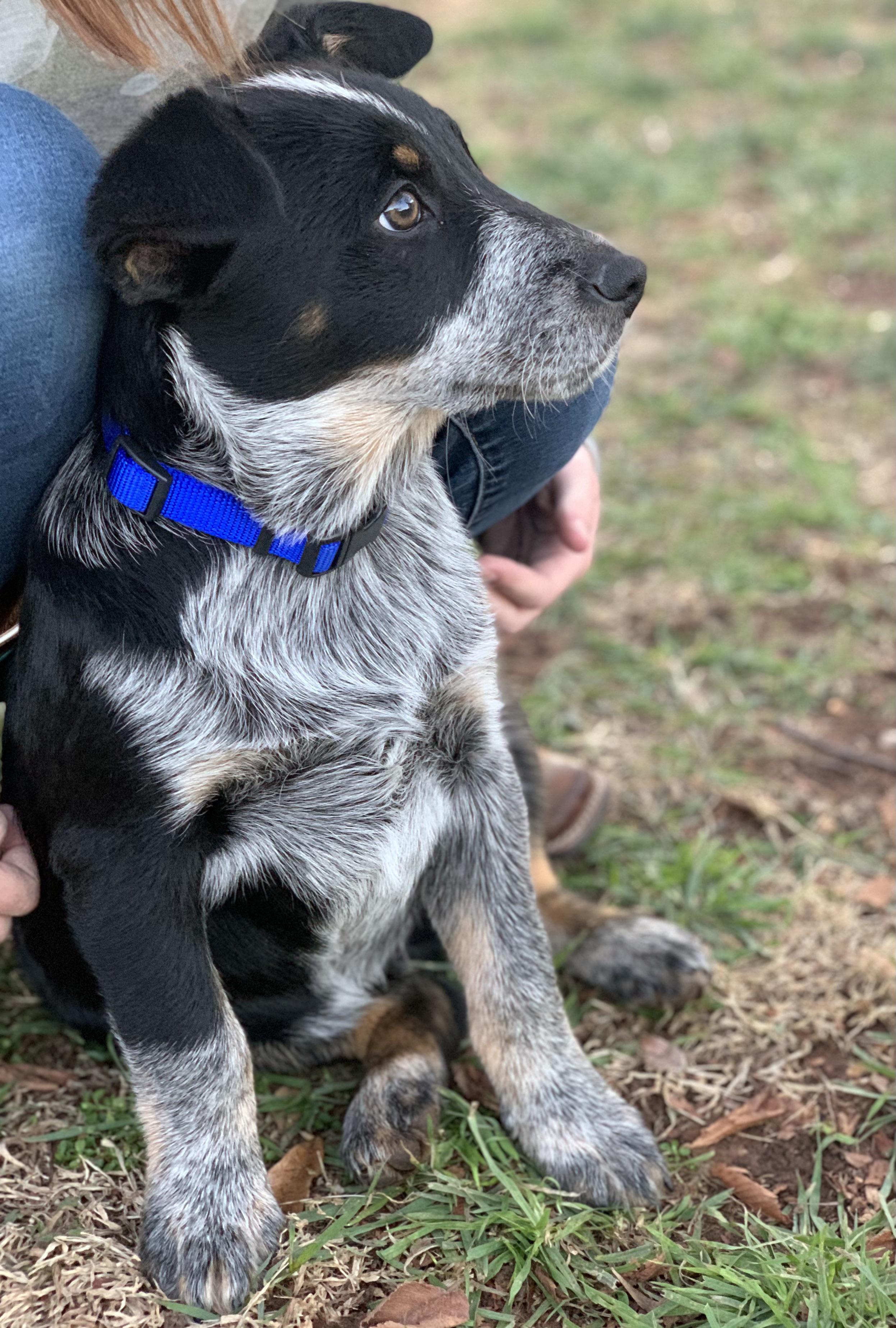 Meet Pete, our newest family member | Scrolller