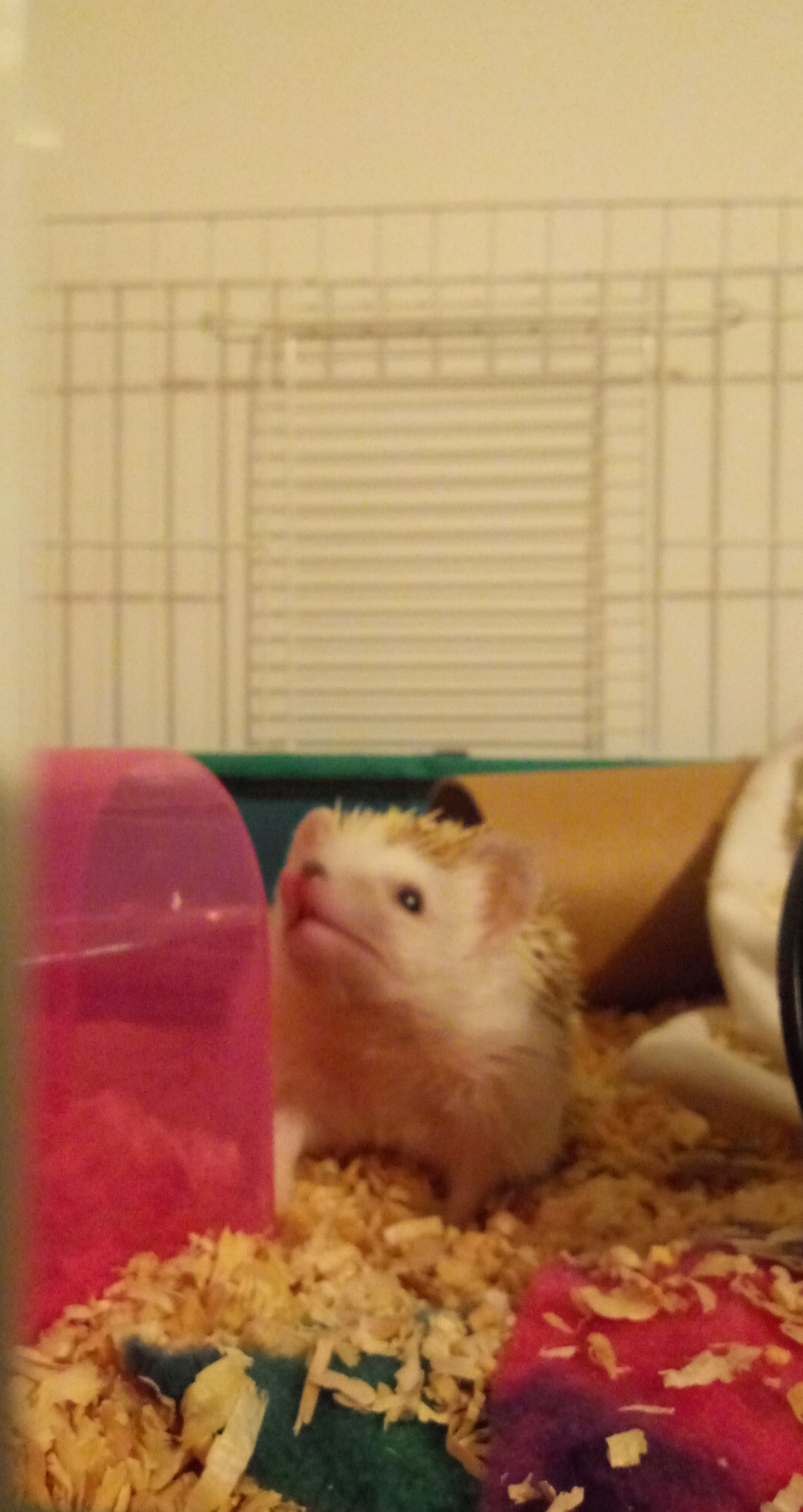 Meet Quinn | Scrolller