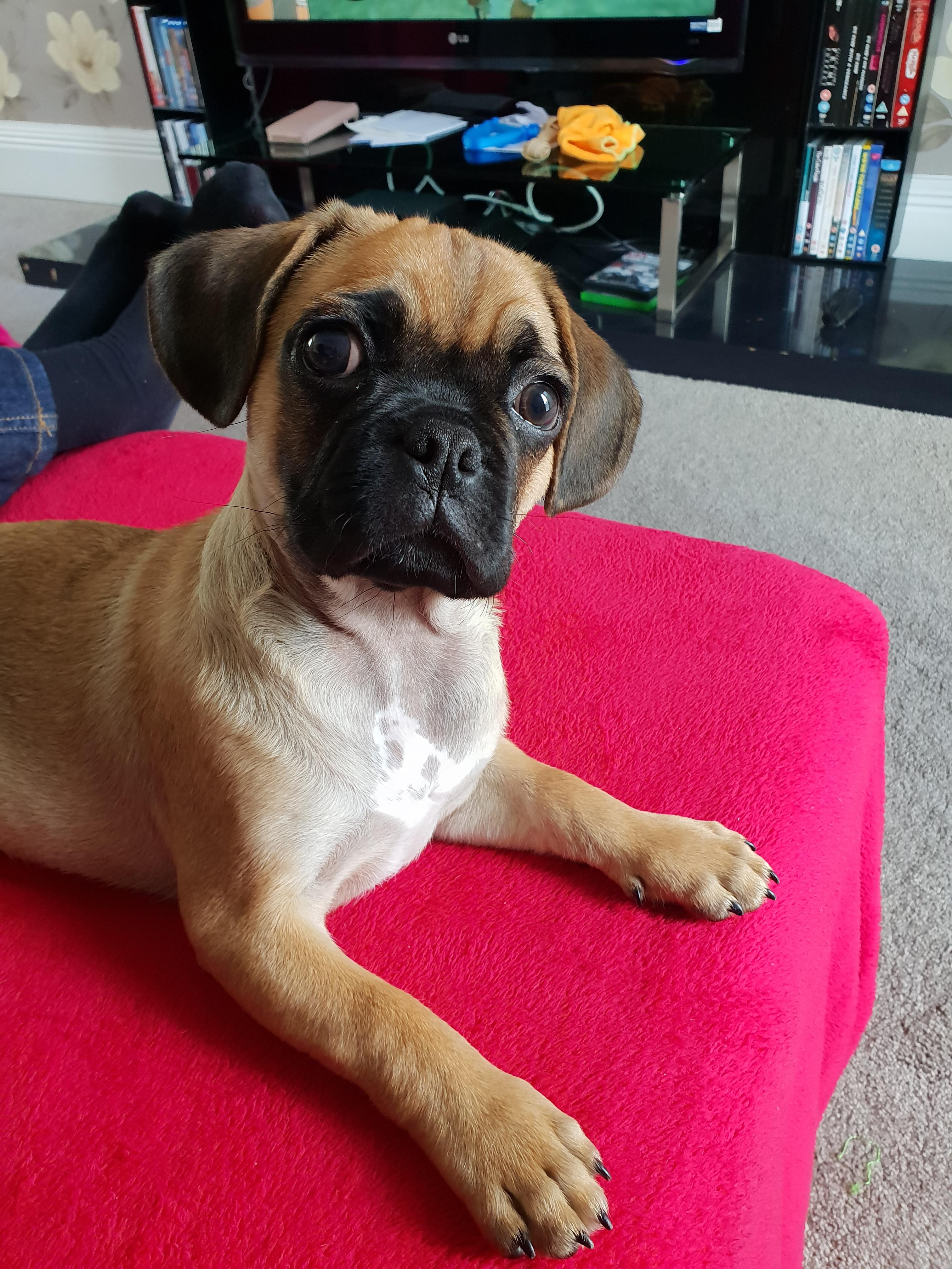 Meet Ralph! | Scrolller