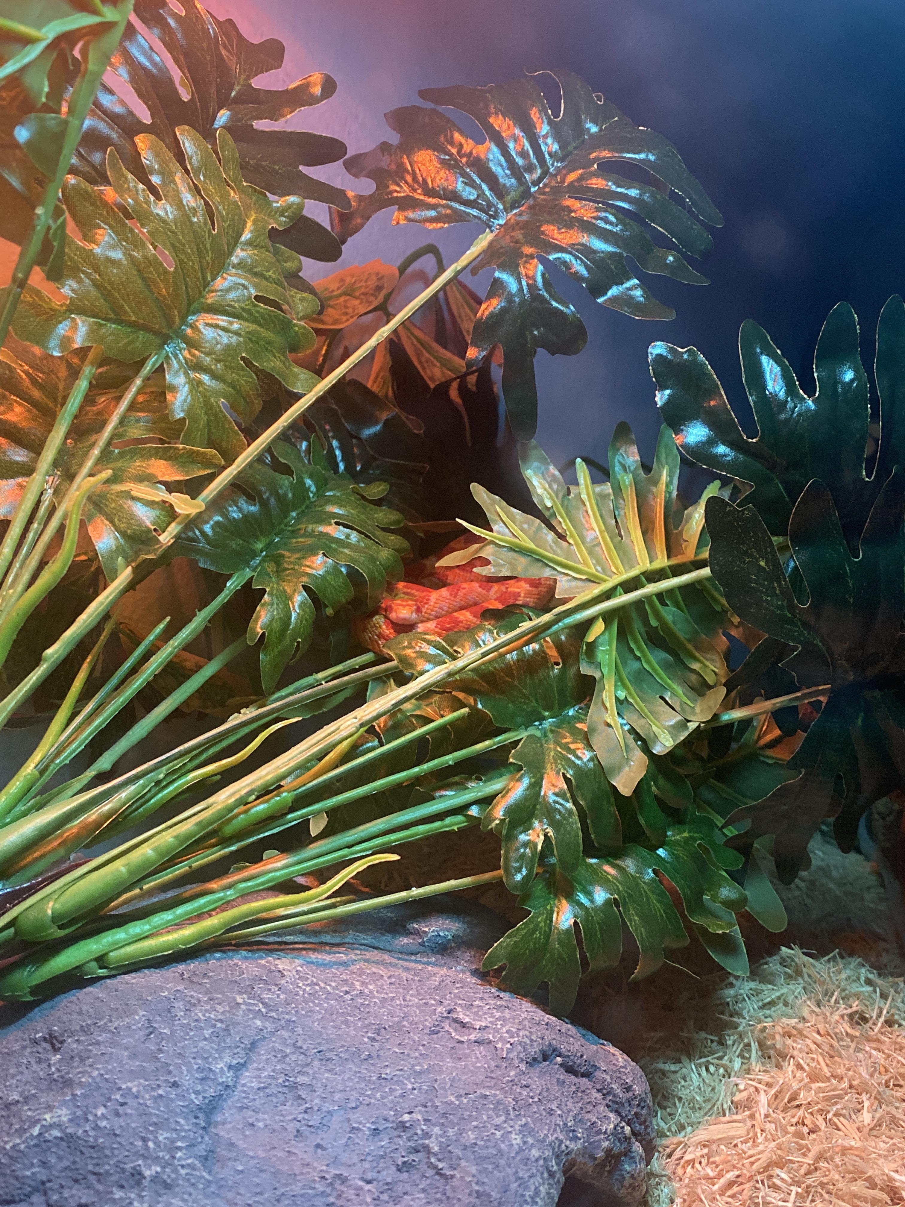 Meet Rebecca!! | Scrolller