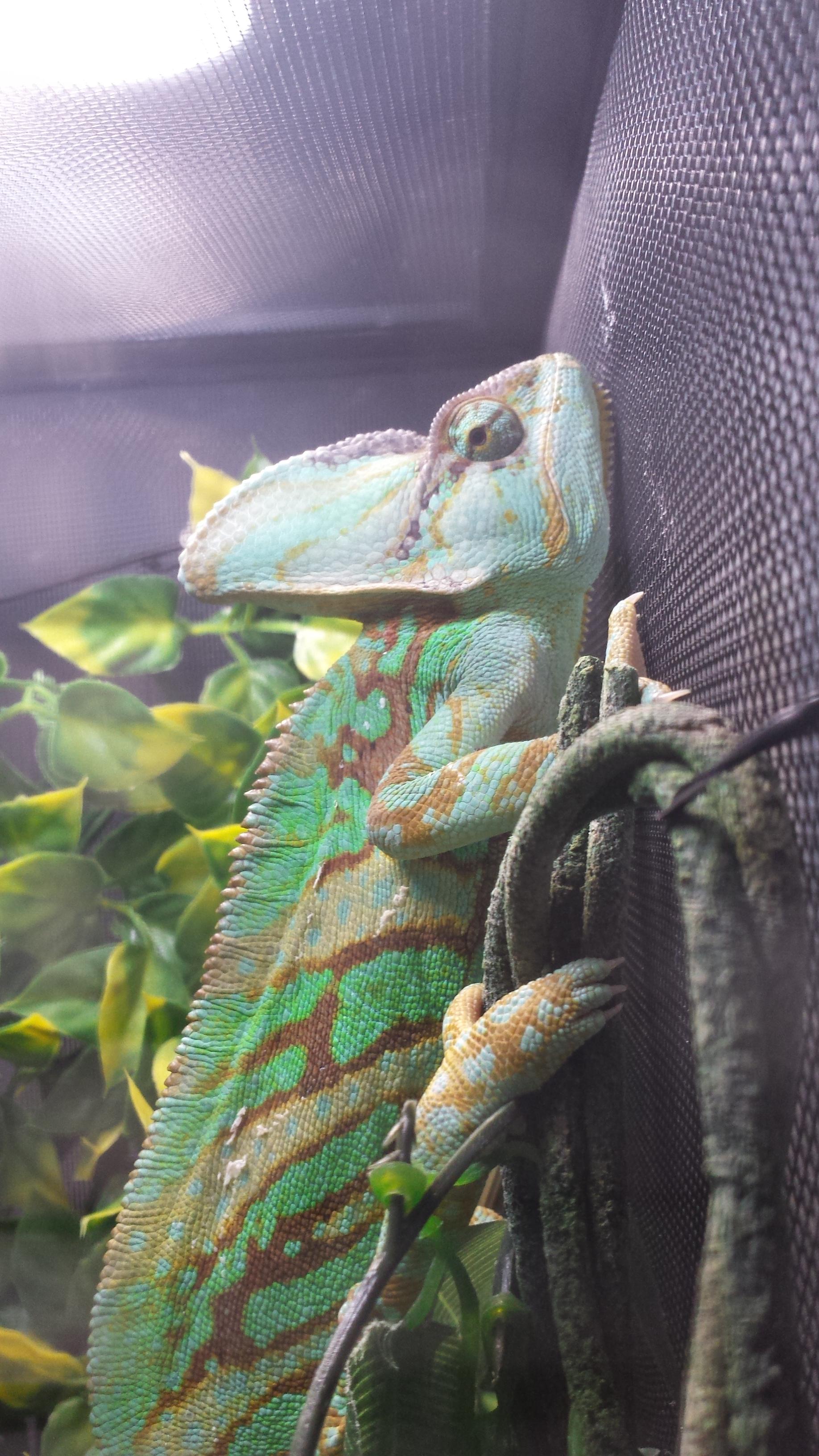 Meet Reptar! | Scrolller