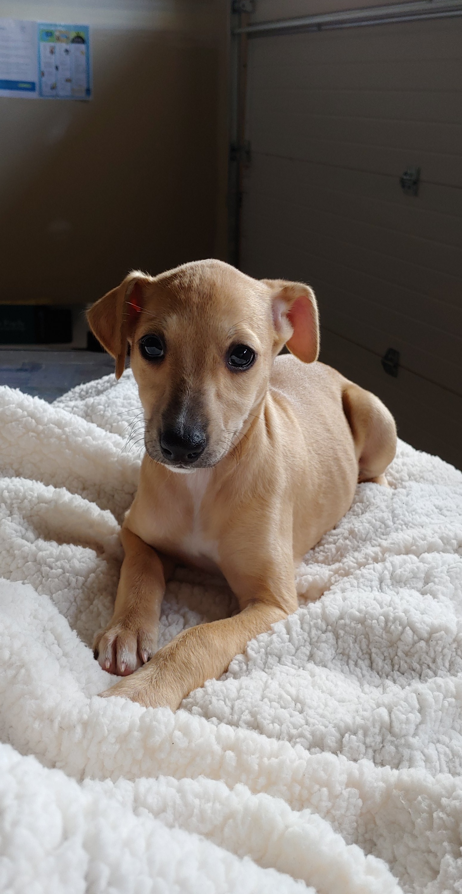 Meet Rio! Just picked him up 2 days ago! | Scrolller