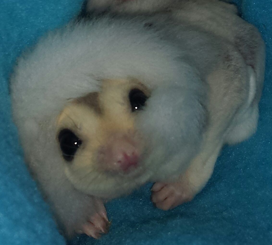 Meet River! | Scrolller