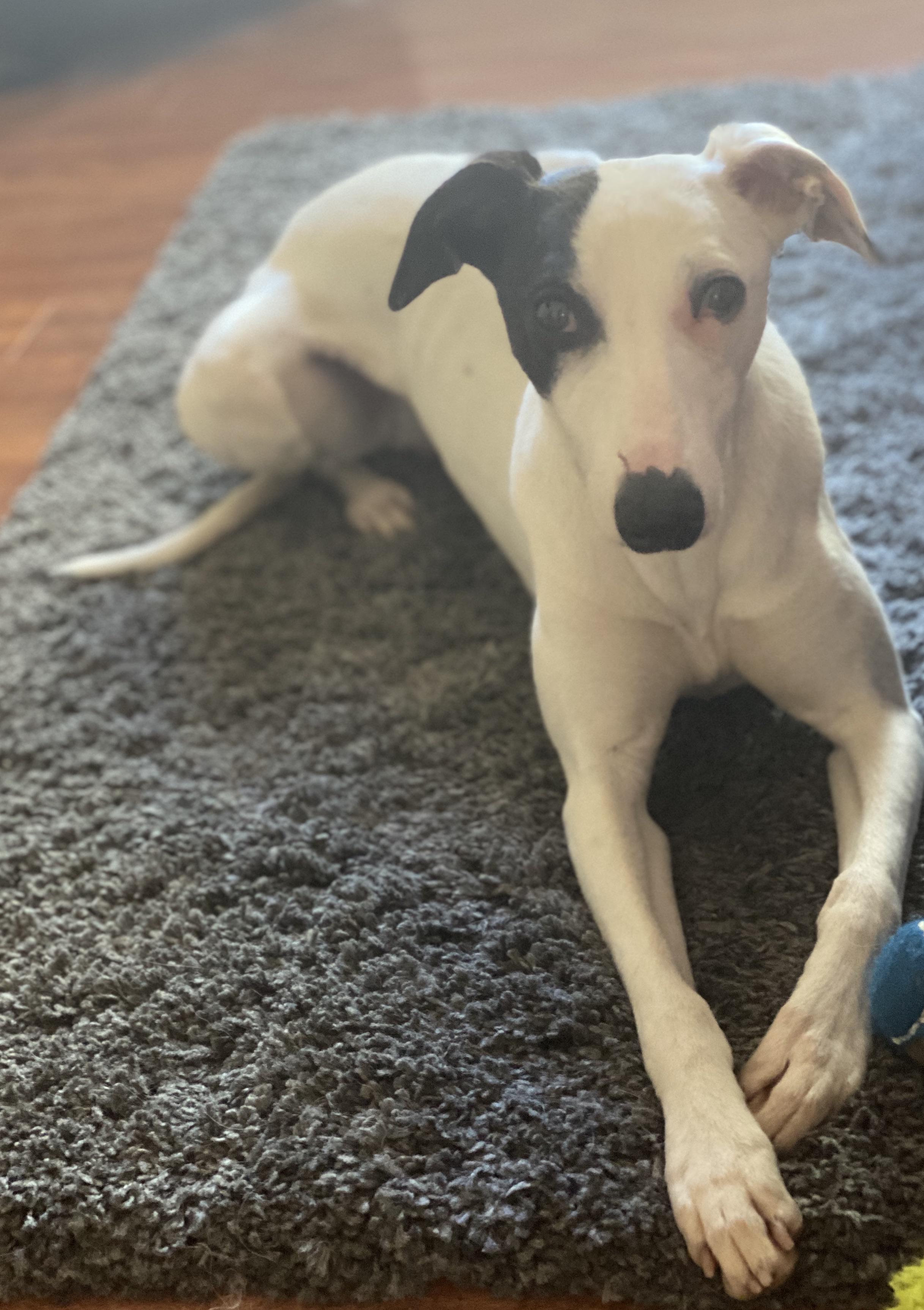 Meet Rocket, a retired show dog and our newest addition. Our first Whippet is so excited to have ...