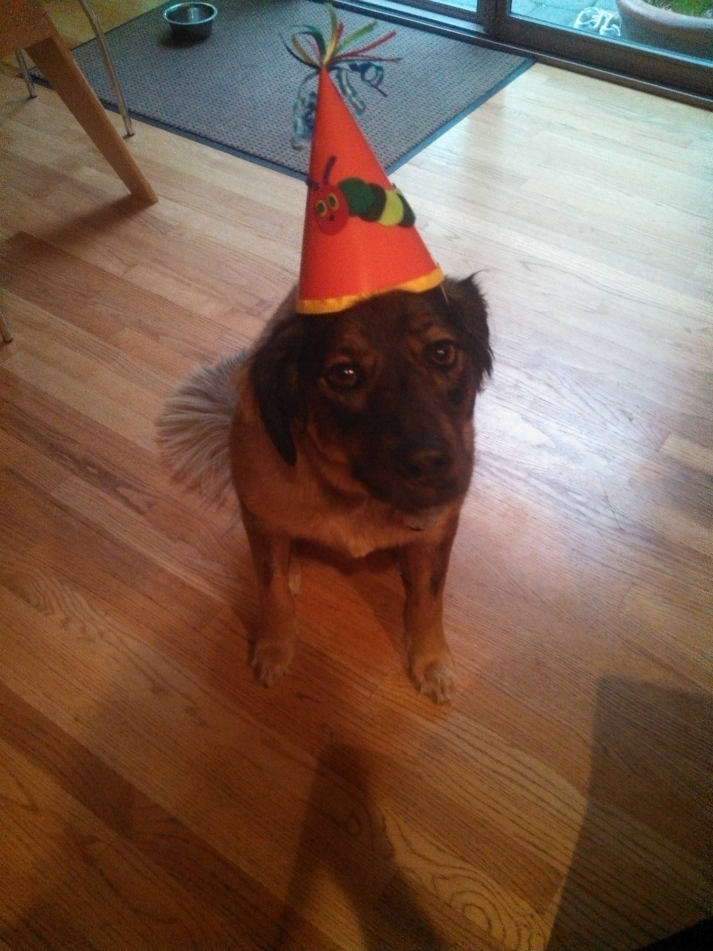 Meet Roxy | Scrolller