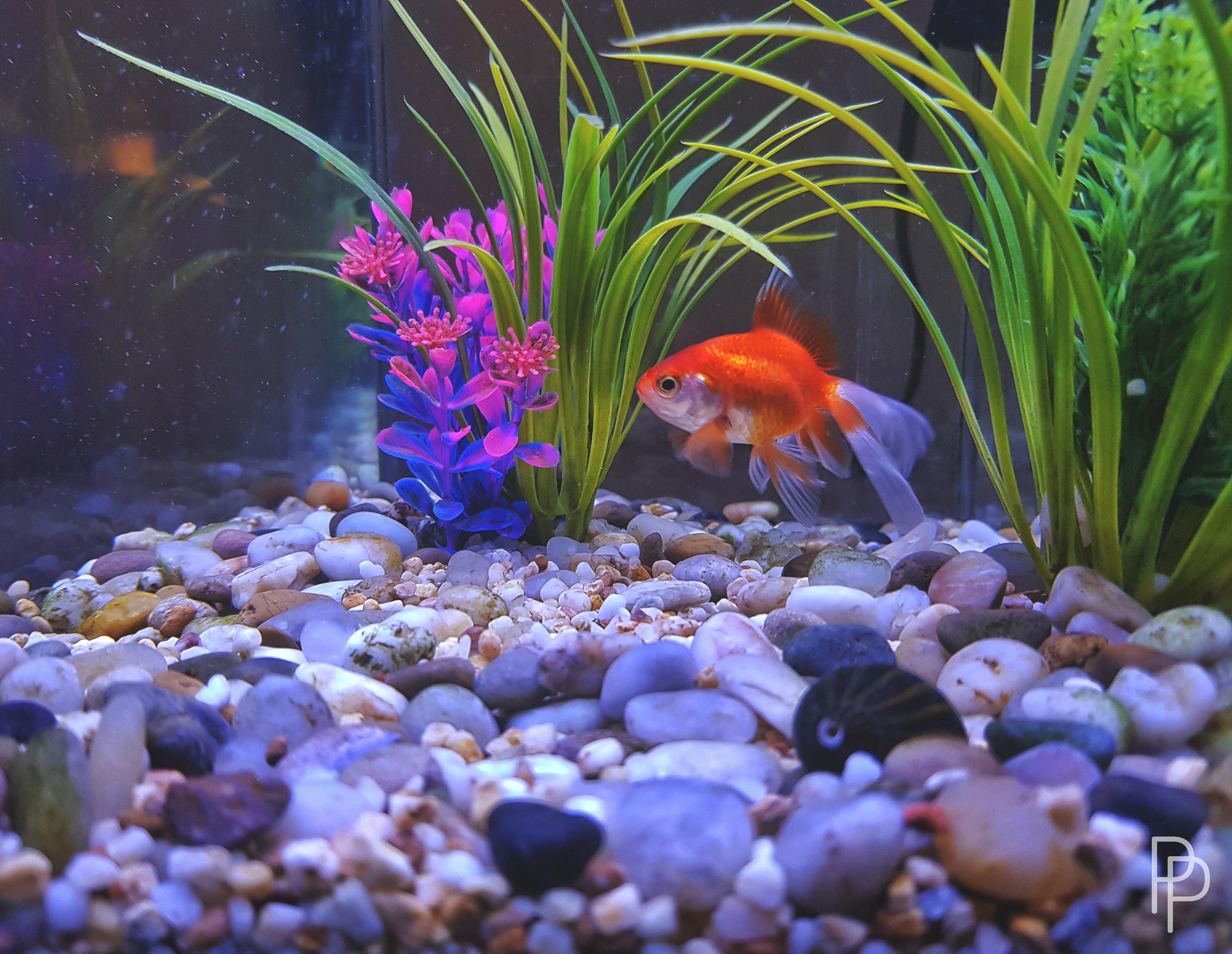 Meet "Ruby", my fantail Goldfish 😁 | Scrolller