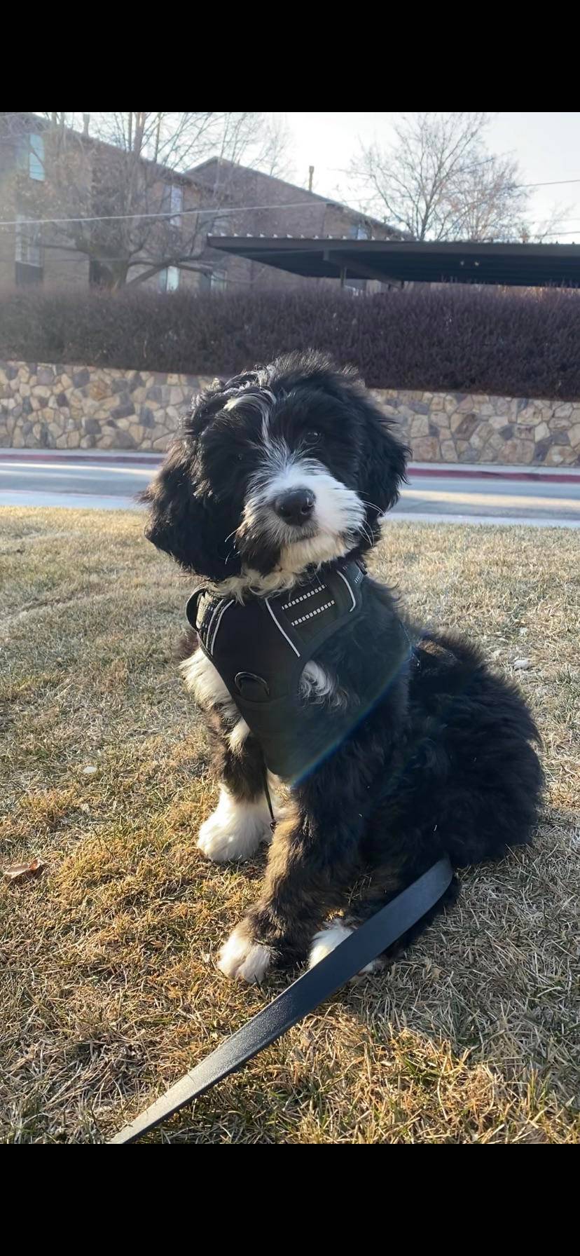 Meet Ruby! She just turned 3 months | Scrolller