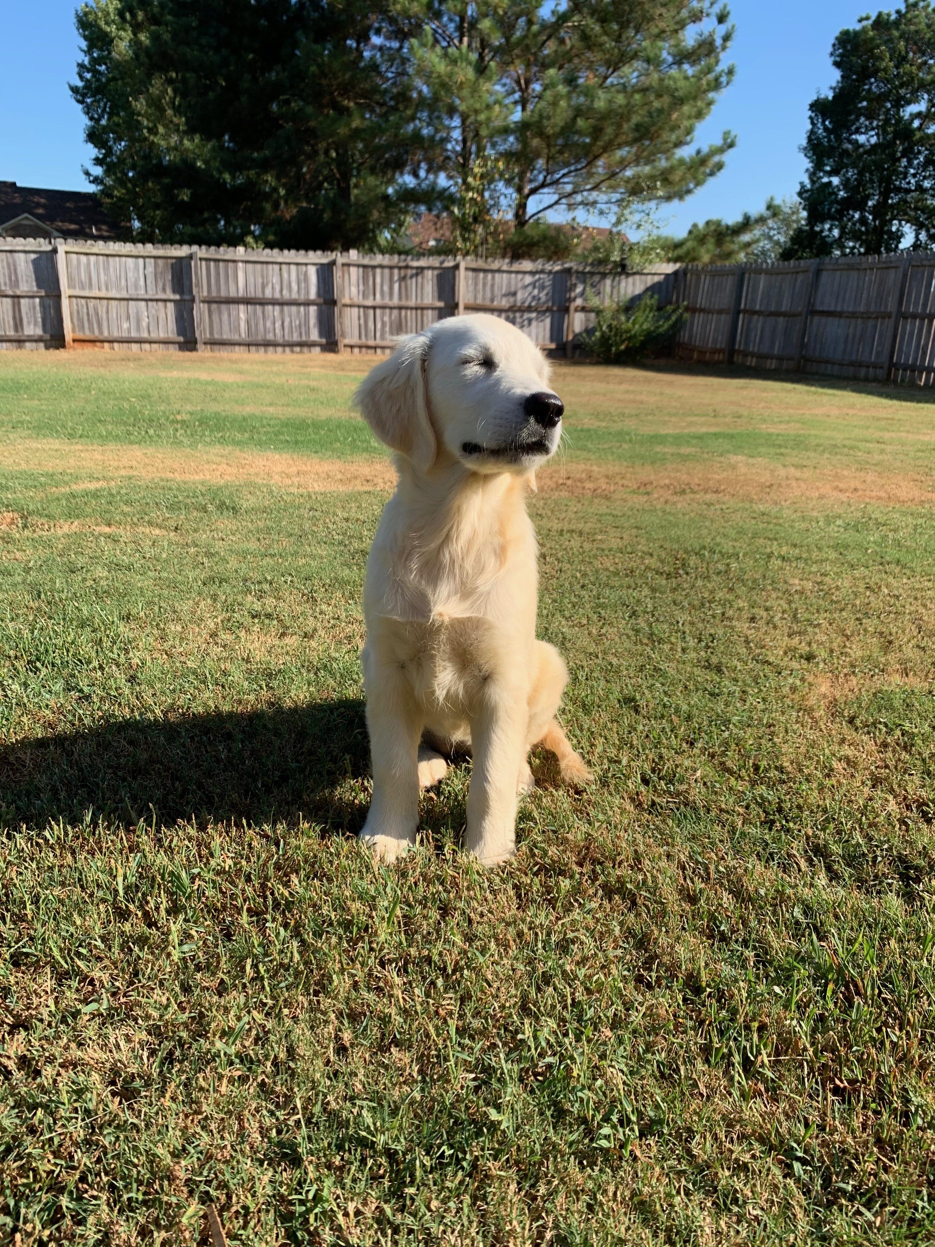 Meet Sadie! | Scrolller