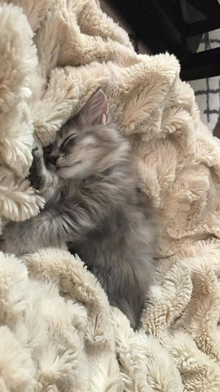Meet Sasha our new Siberian | Scrolller