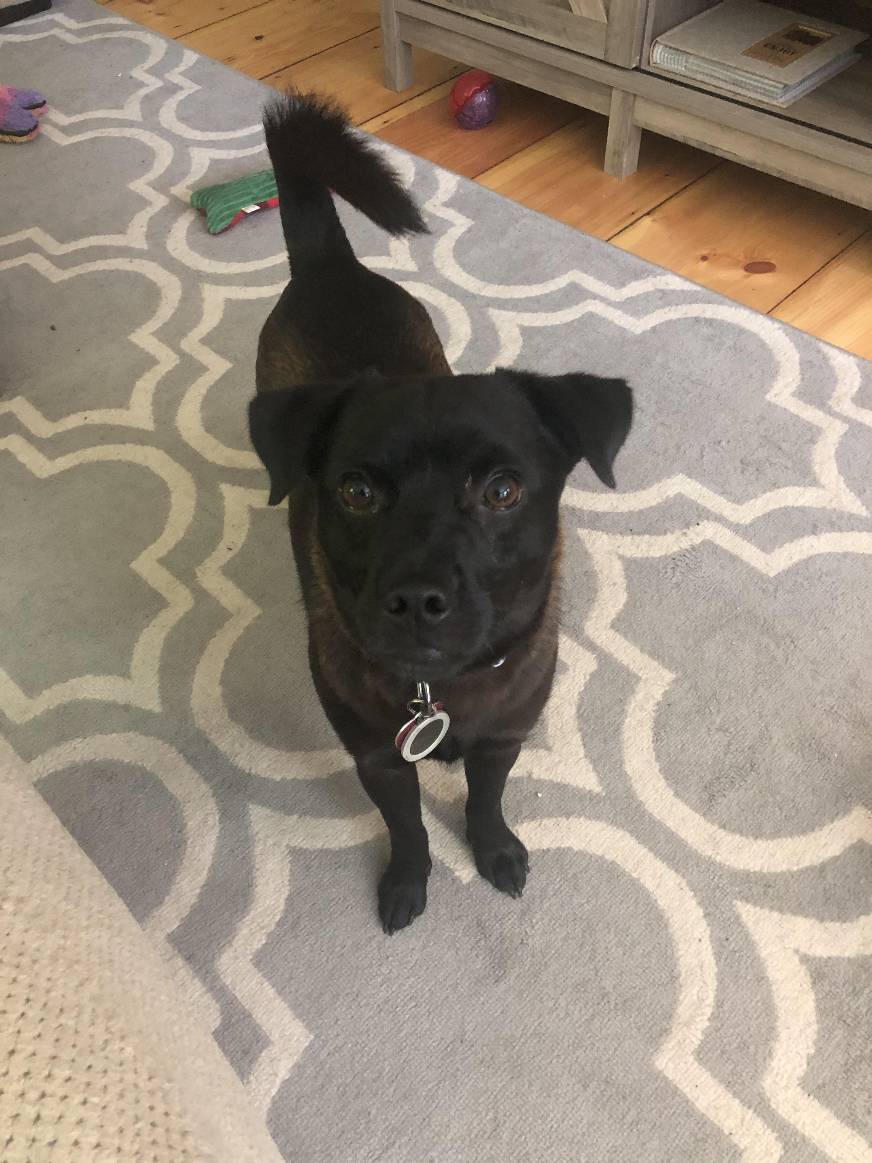 Meet scout!! Just adopted this schipp/lab mix! He is so sweet! | Scrolller