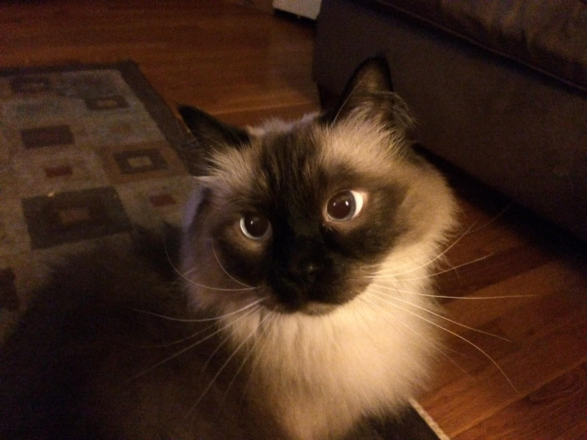 Meet Sidney Vicious | Scrolller