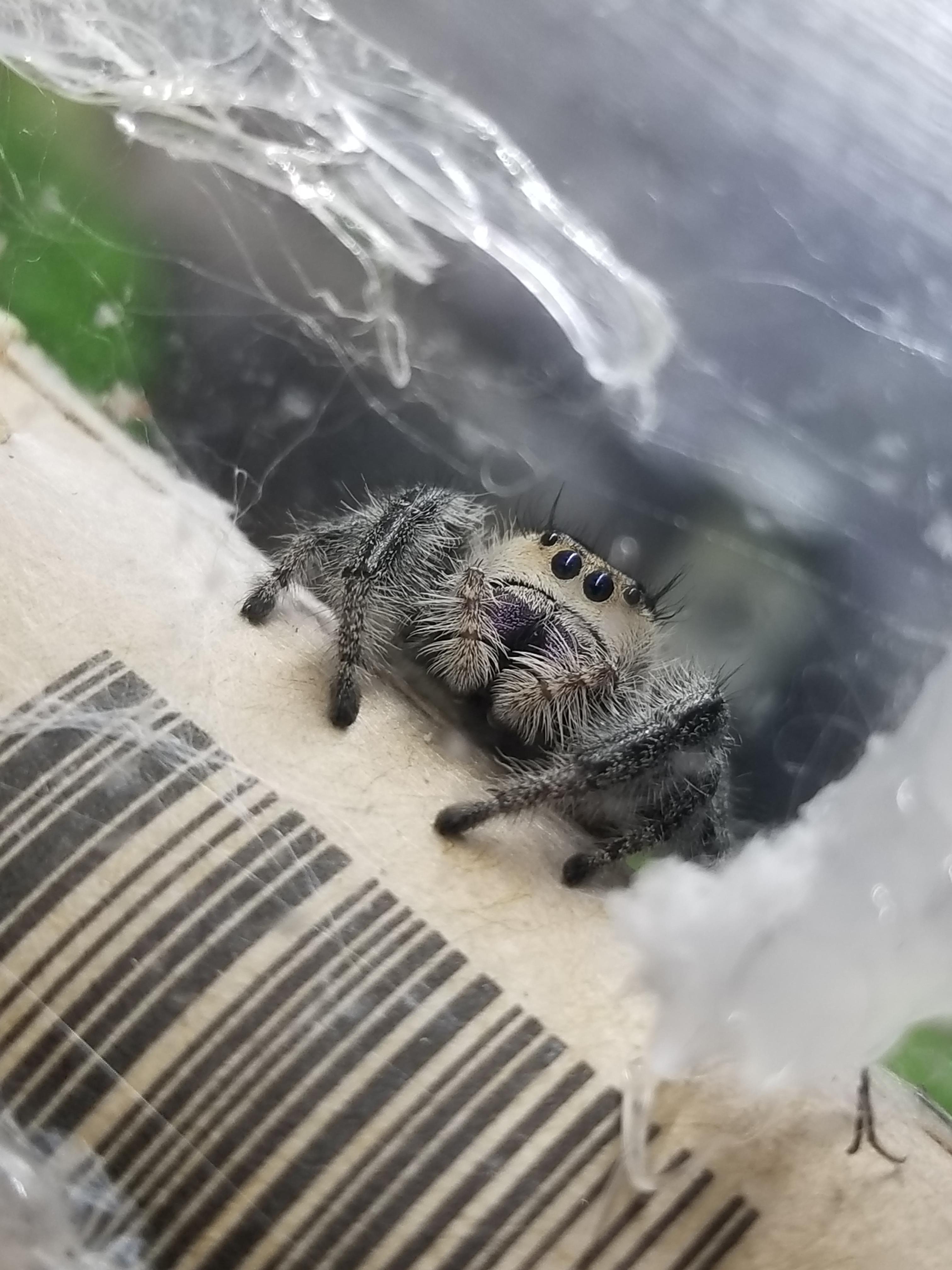 Meet Sophia! She's Karma's mother. She might be old but she's still fluffy! | Scrolller