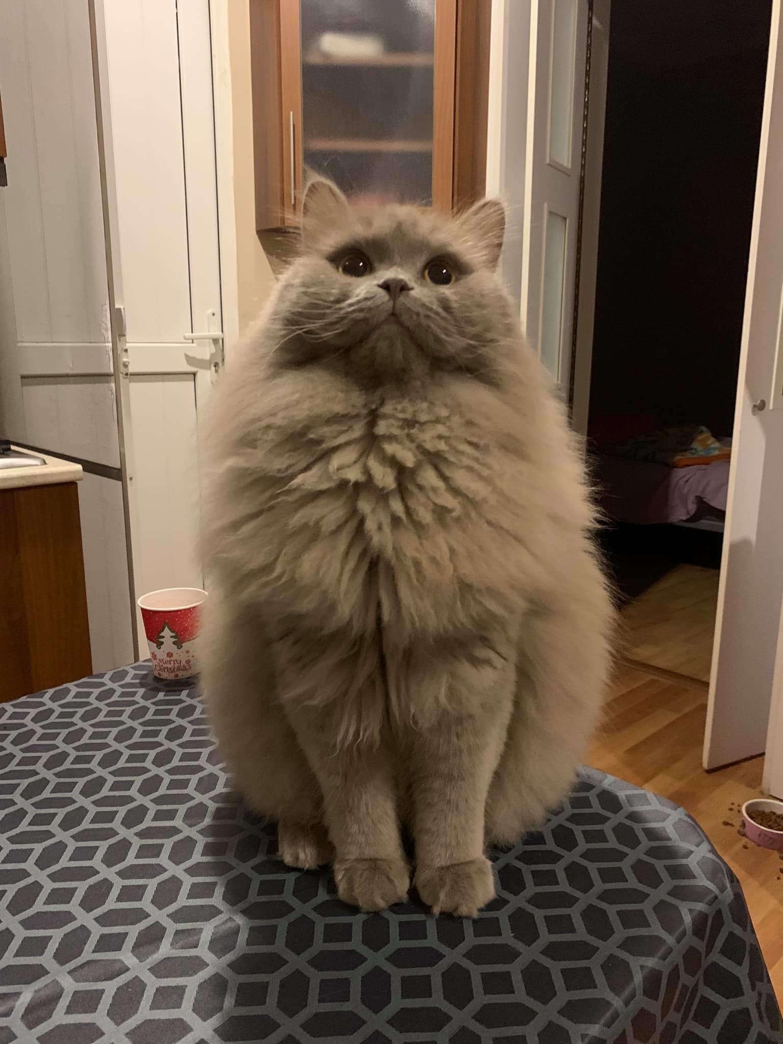 Meet Starbuck the Fluff Monster | Scrolller