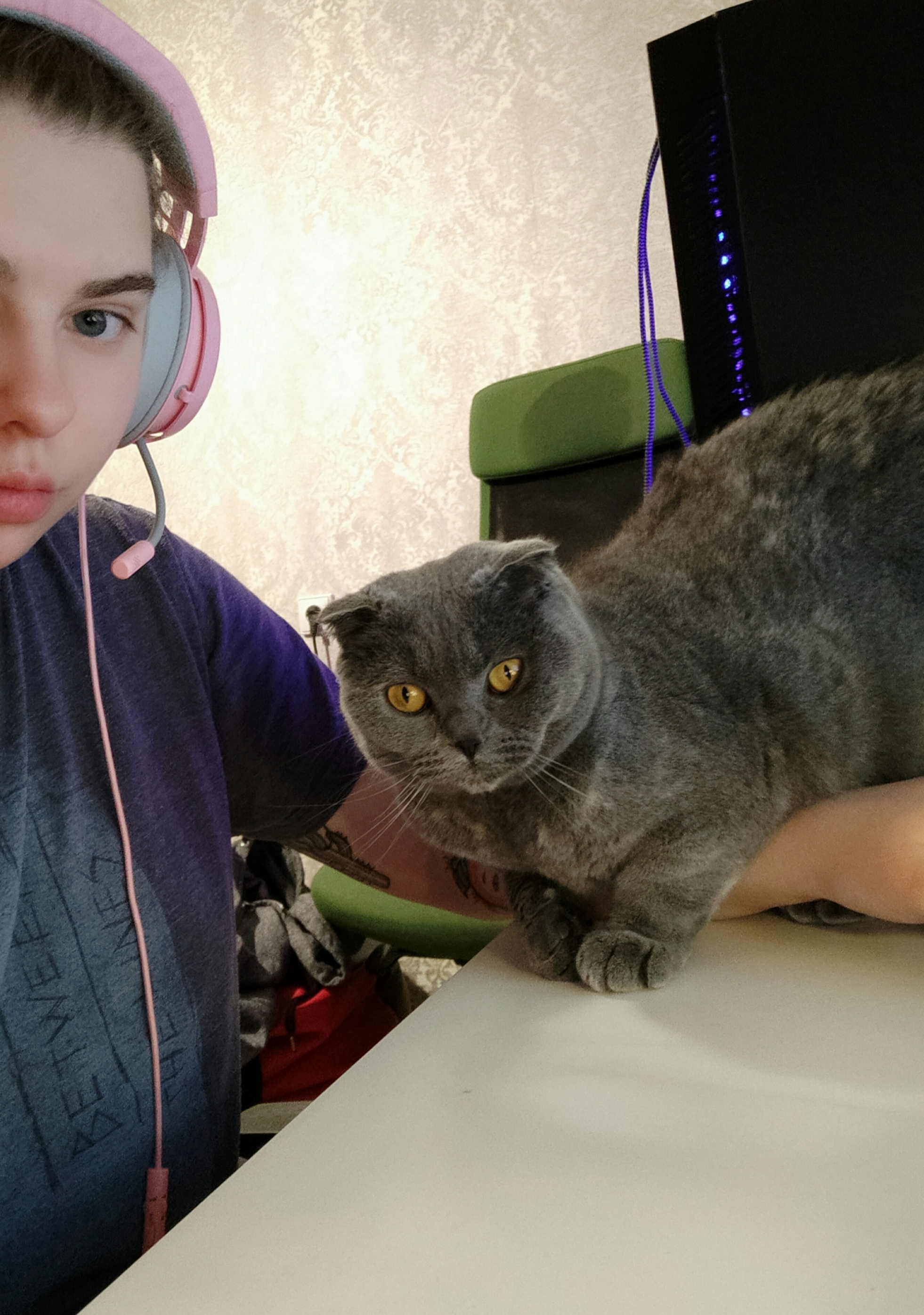 Meet Taco Bella, my dumdum gaming buddy | Scrolller