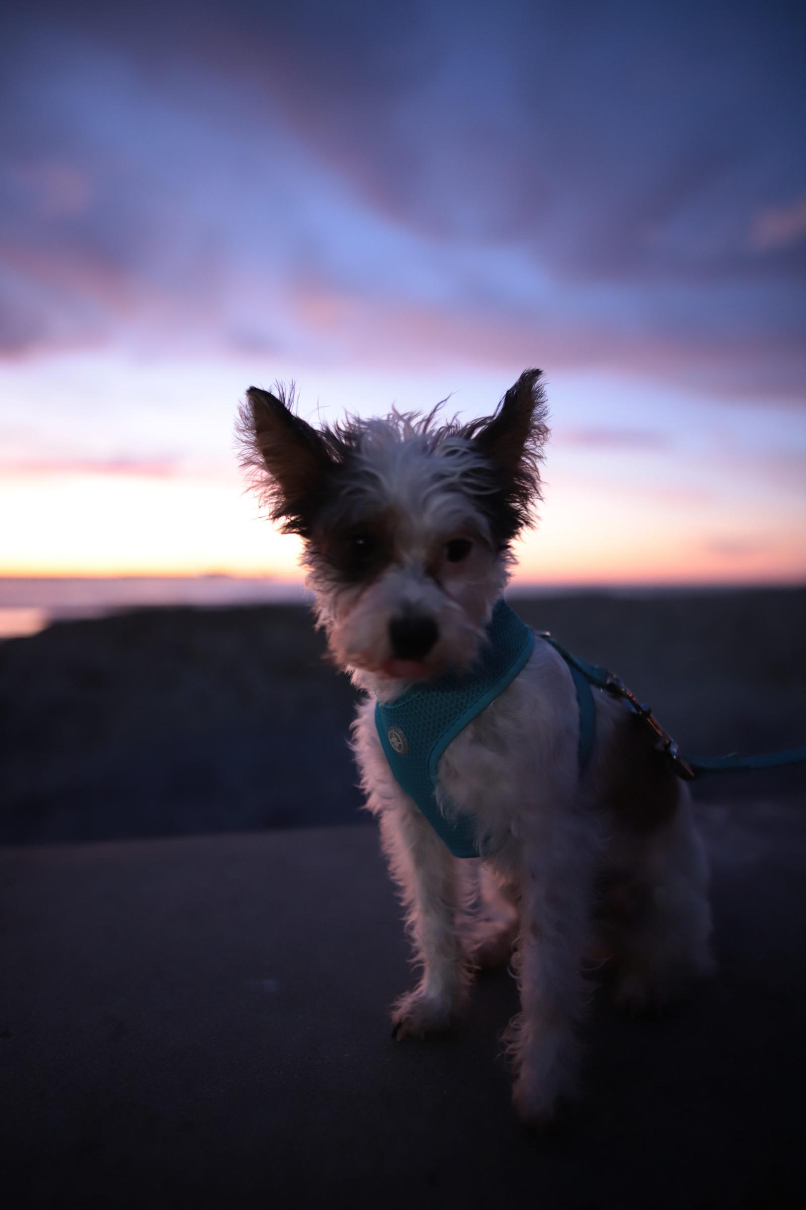 Meet Ted: Half chihuahua, half poodle | Scrolller