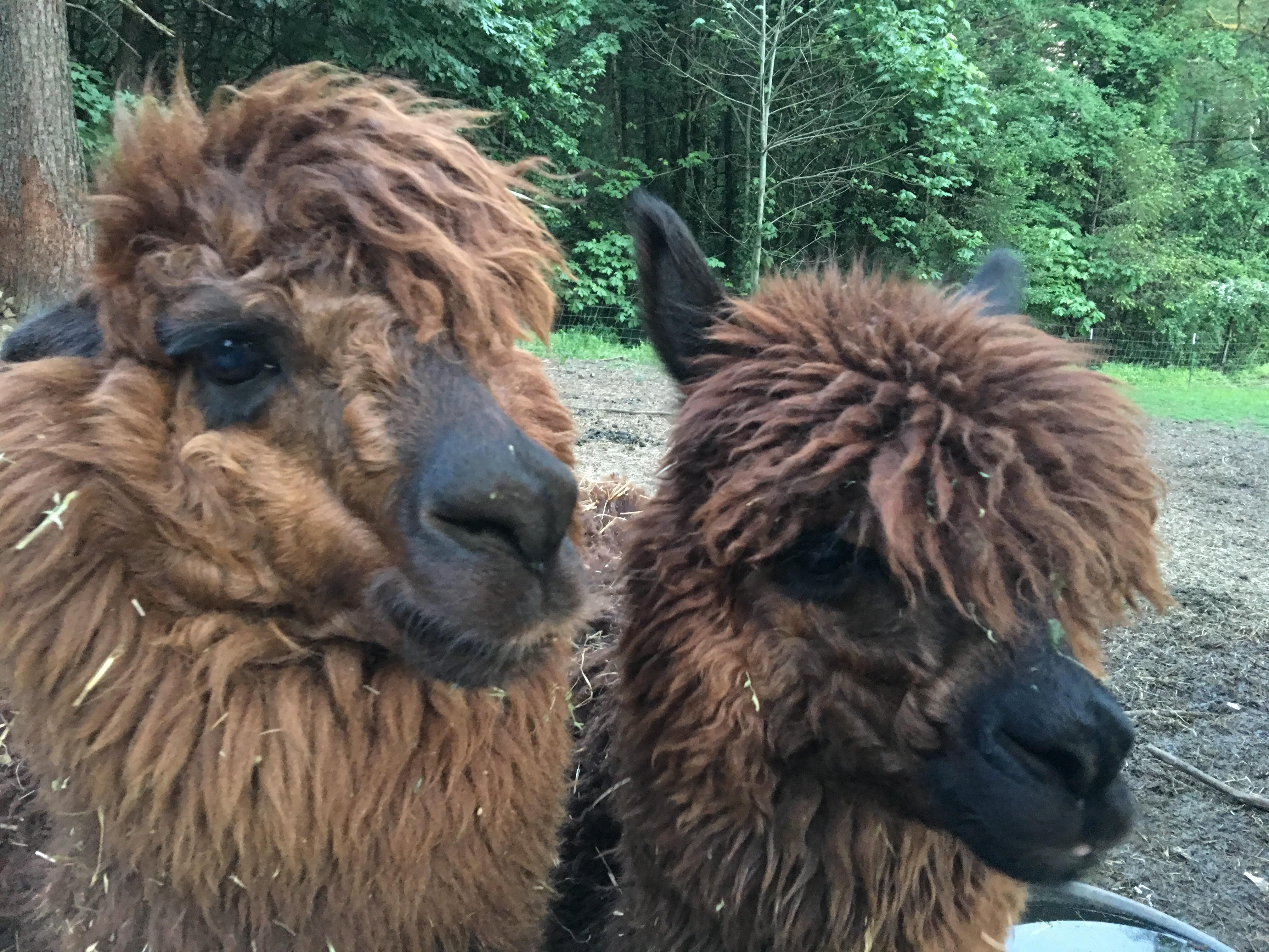 Meet Theodore and Tobias. | Scrolller