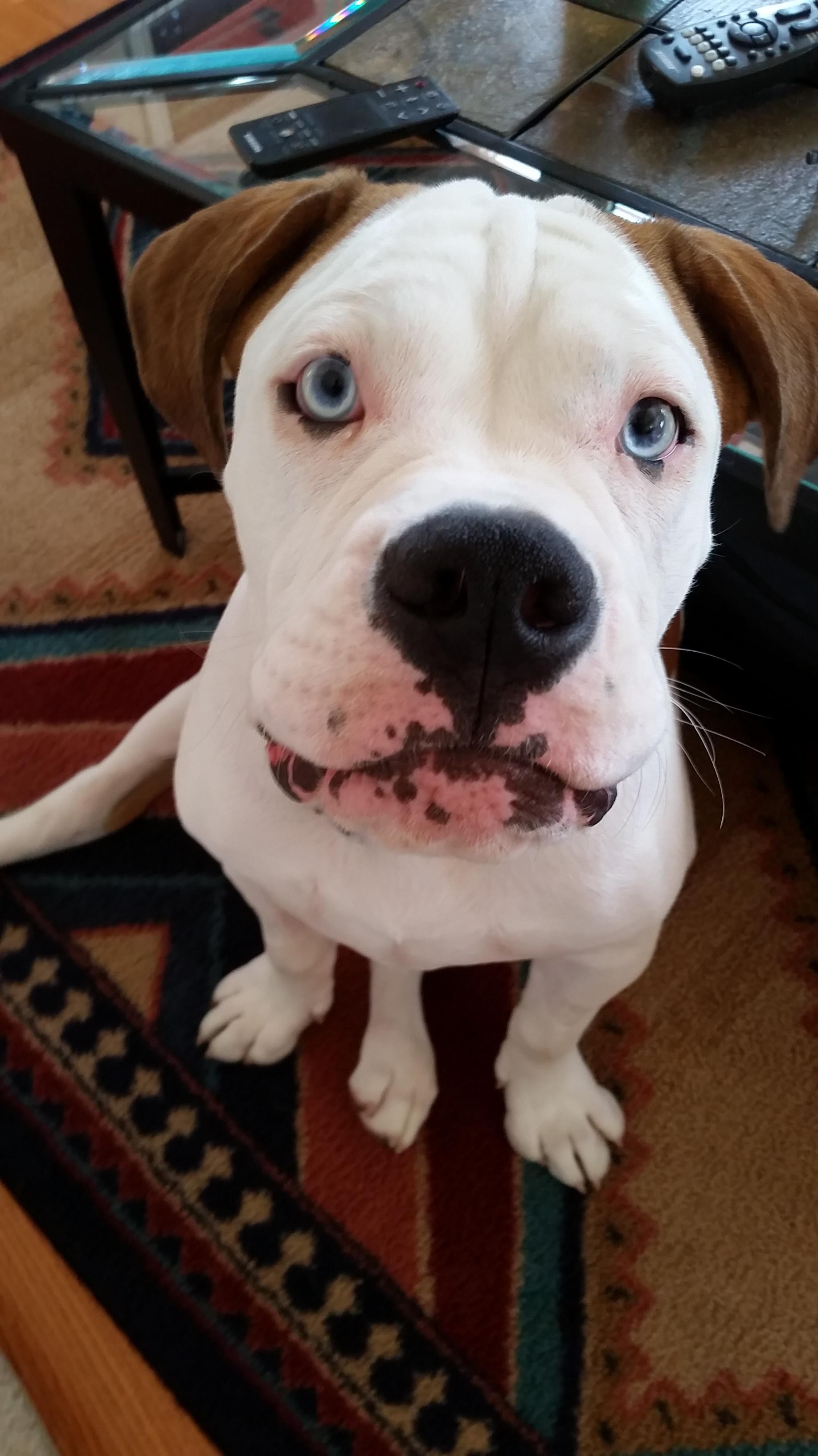 Meet this handsome fella | Scrolller