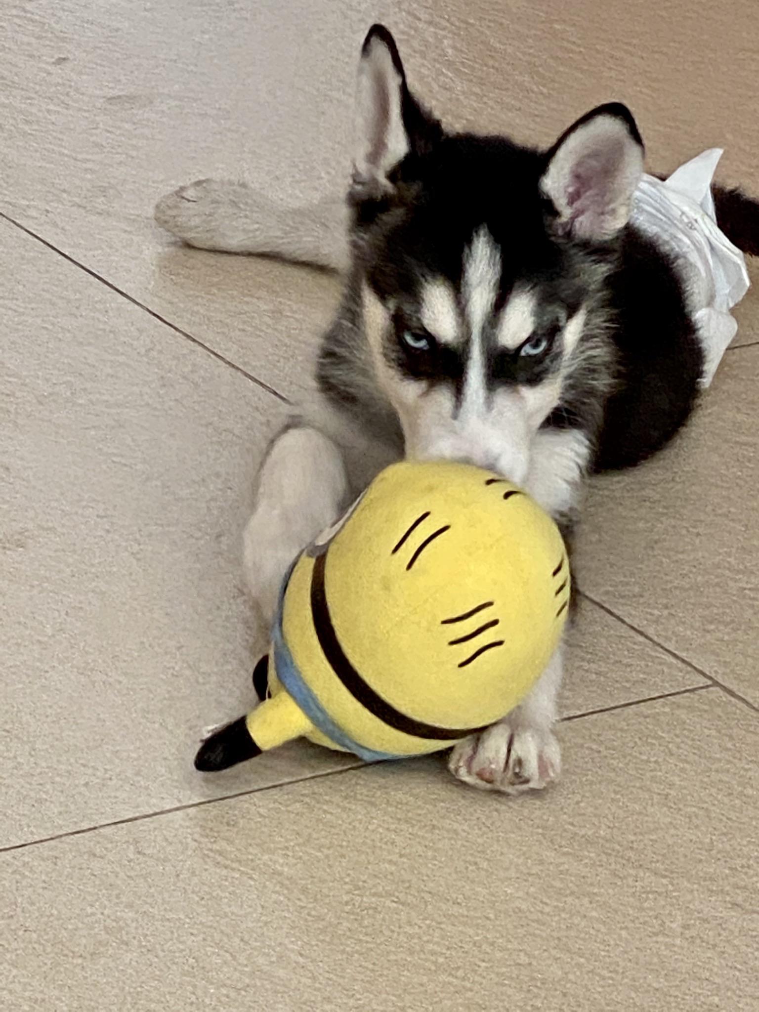 Meet Thor! My 6 Month Old Pomsky! | Scrolller