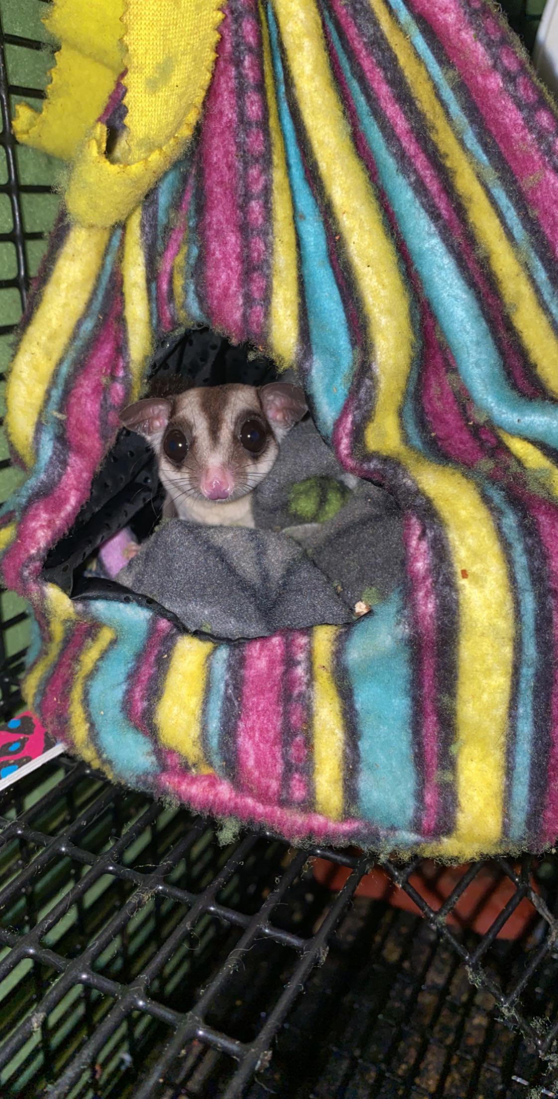 Meet Tiabeanie or bean for nickname. She’s named after the princess in disenchantment😊 | Scrolller