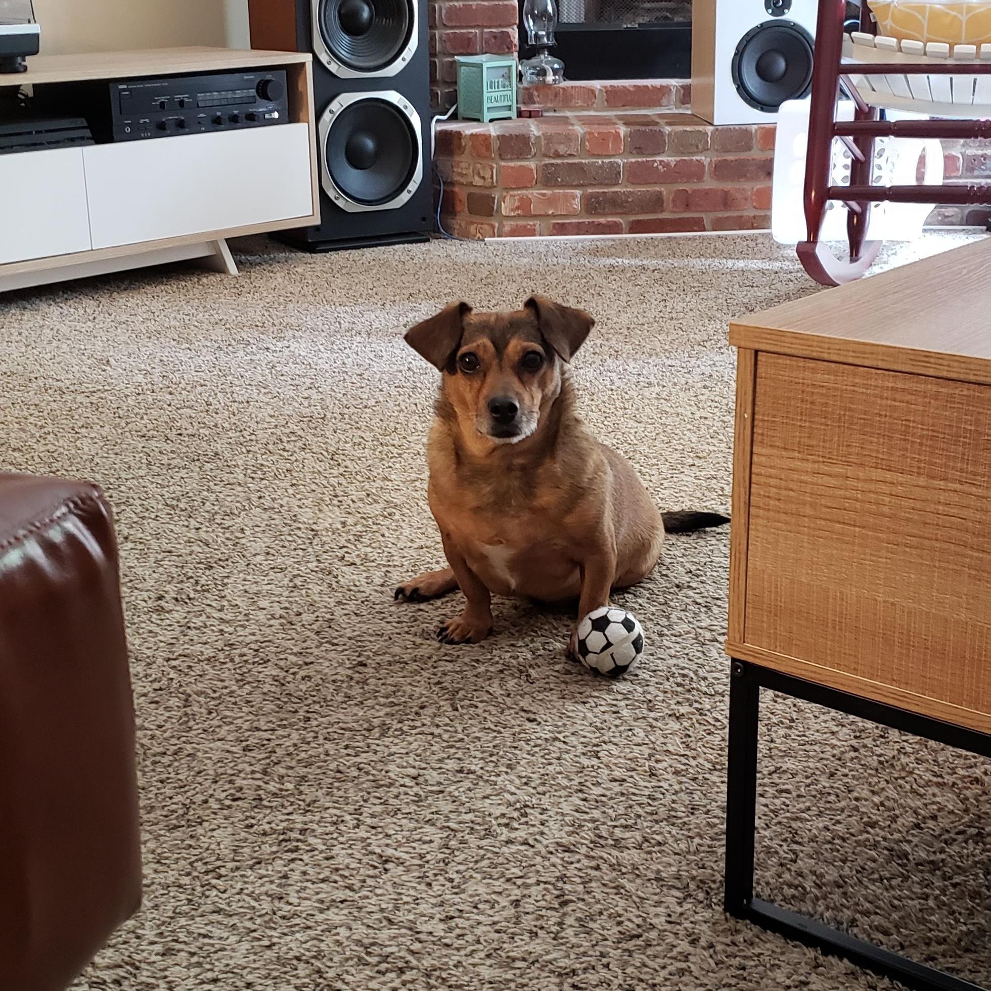 Meet Titan, his legs are as stubby as his body is long, complete with Chihuahua temper. | Scrolller