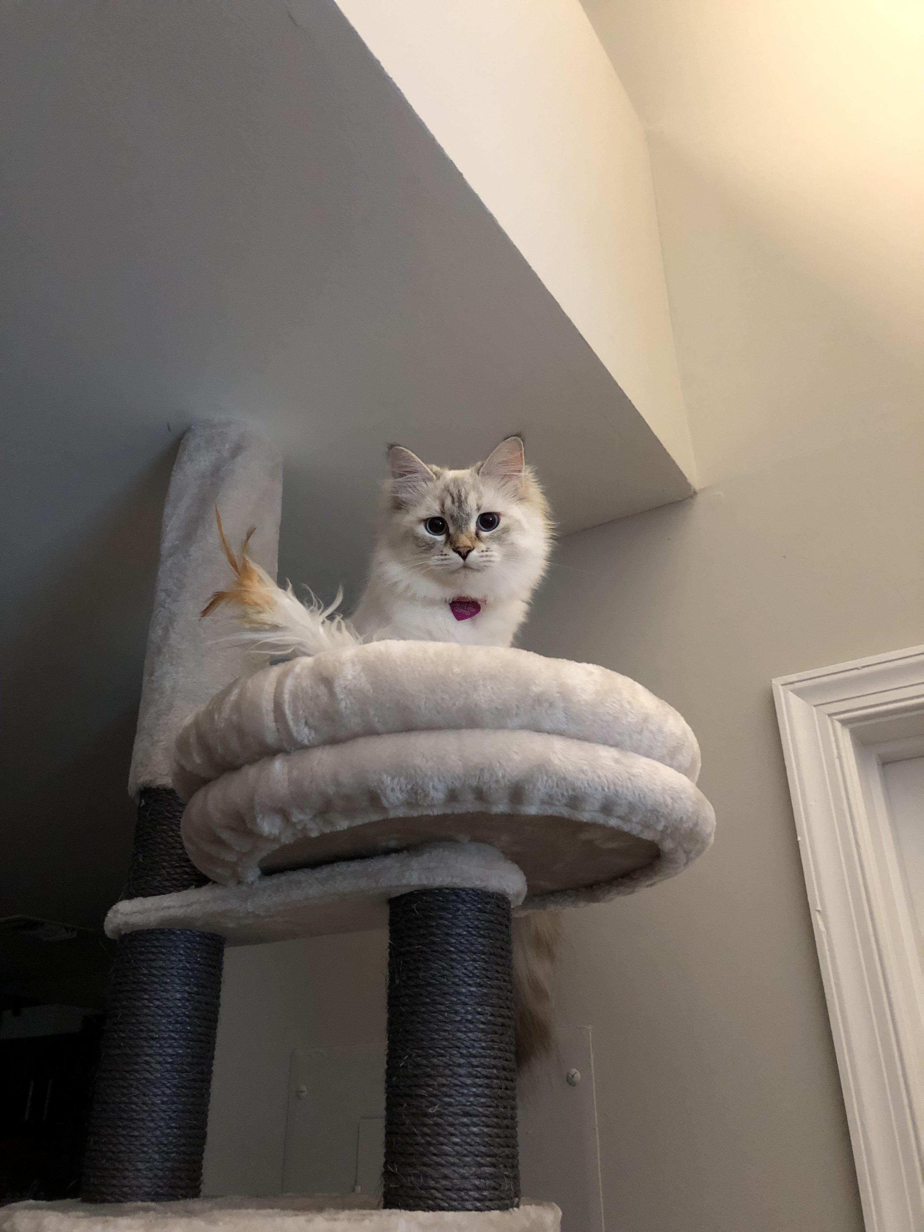 Meet Tofu. | Scrolller