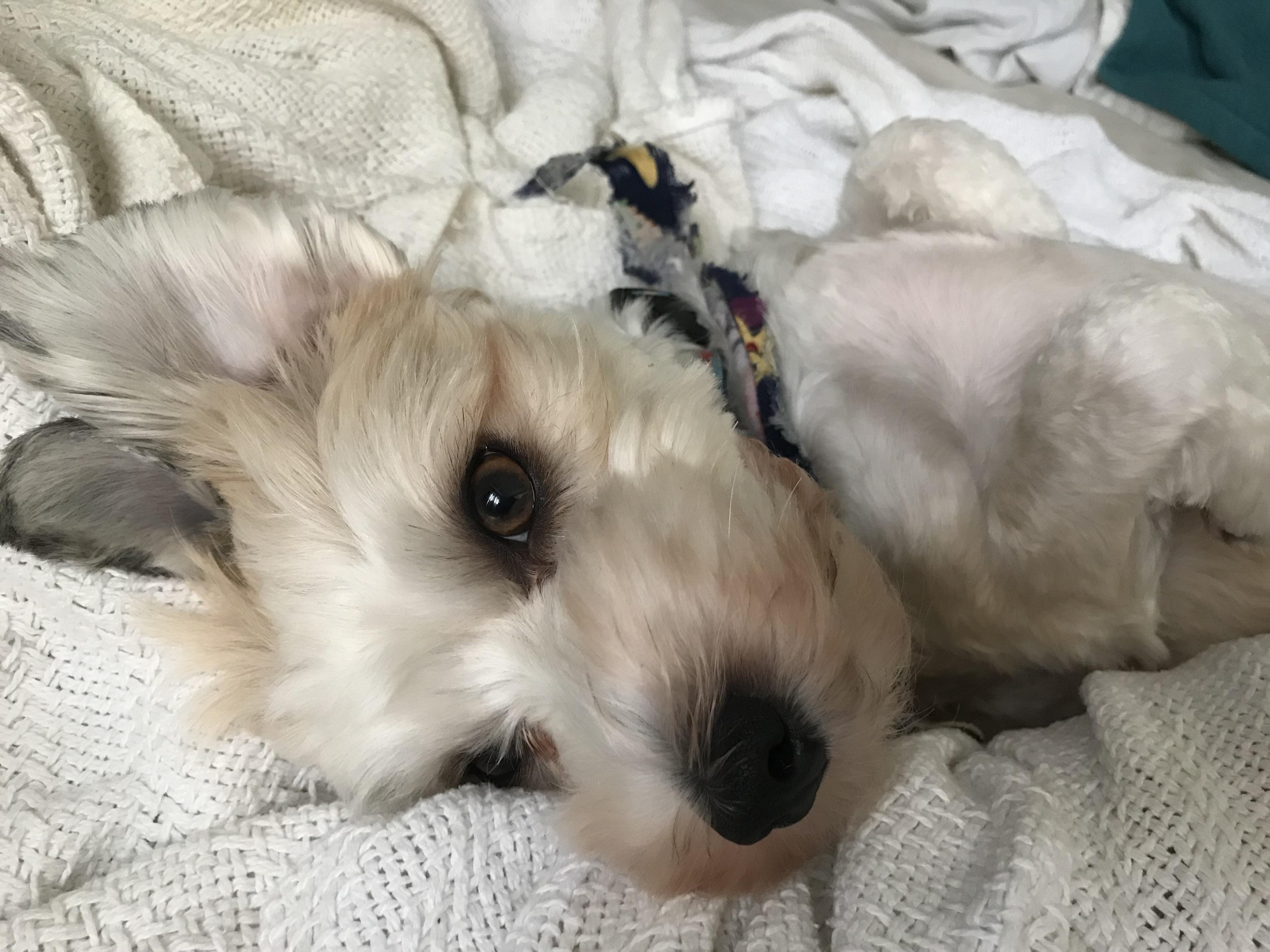 Meet Wicket! He’s my lovable cuddle bug | Scrolller