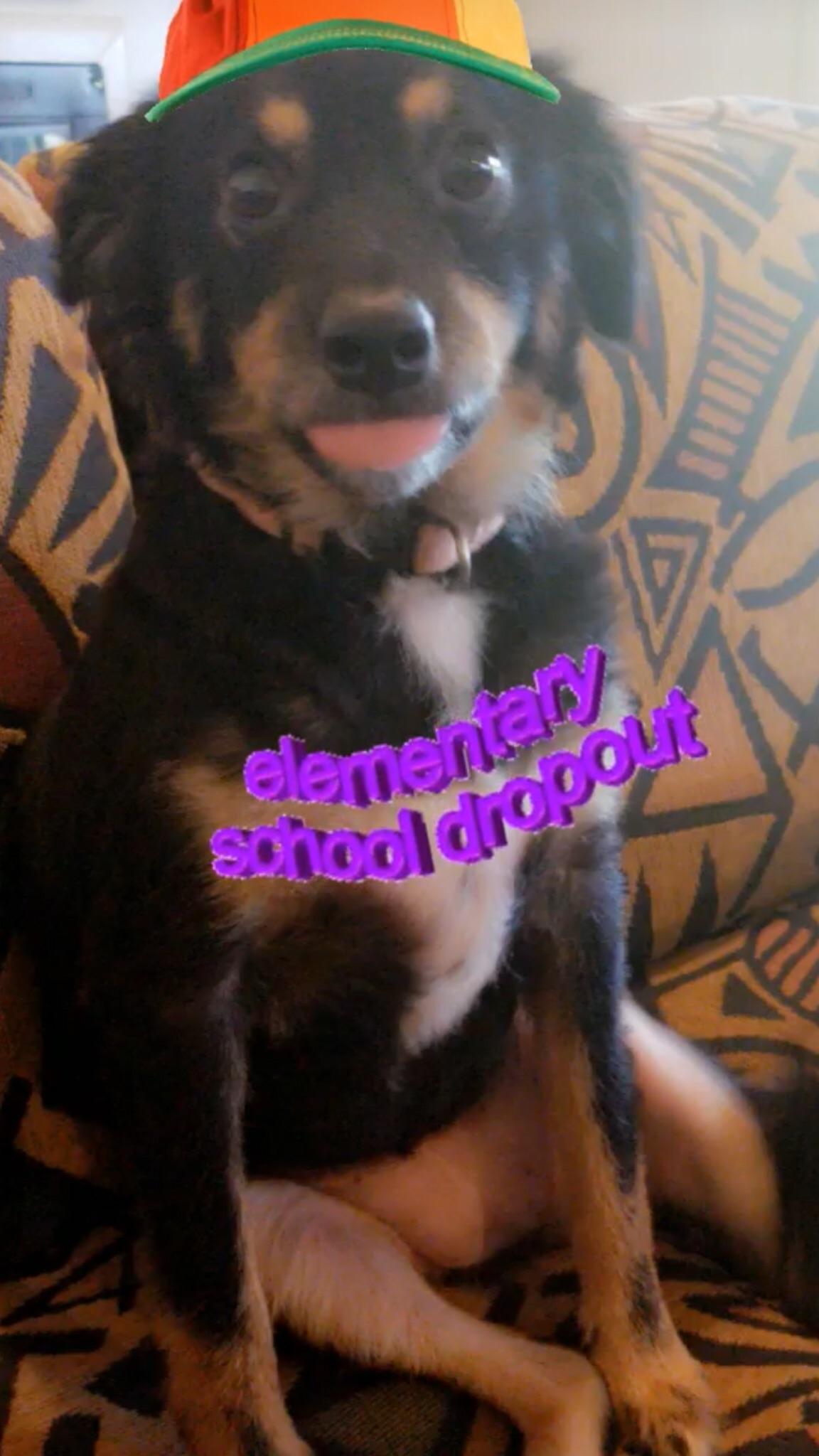 Meet Willow- a loving dog/a lot of special 😍 | Scrolller