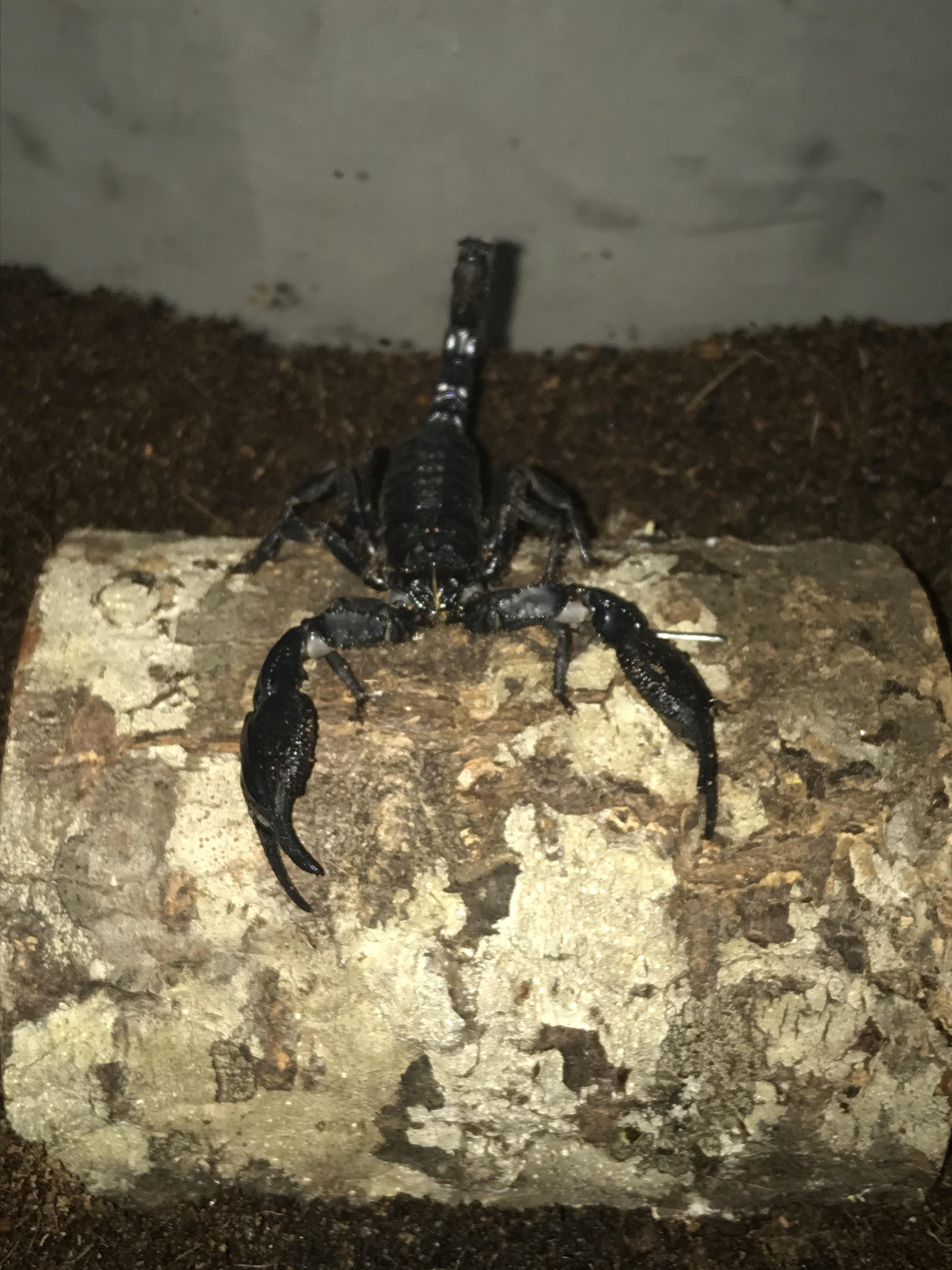 Meet Winston, the Heterometrus Spinifer. | Scrolller