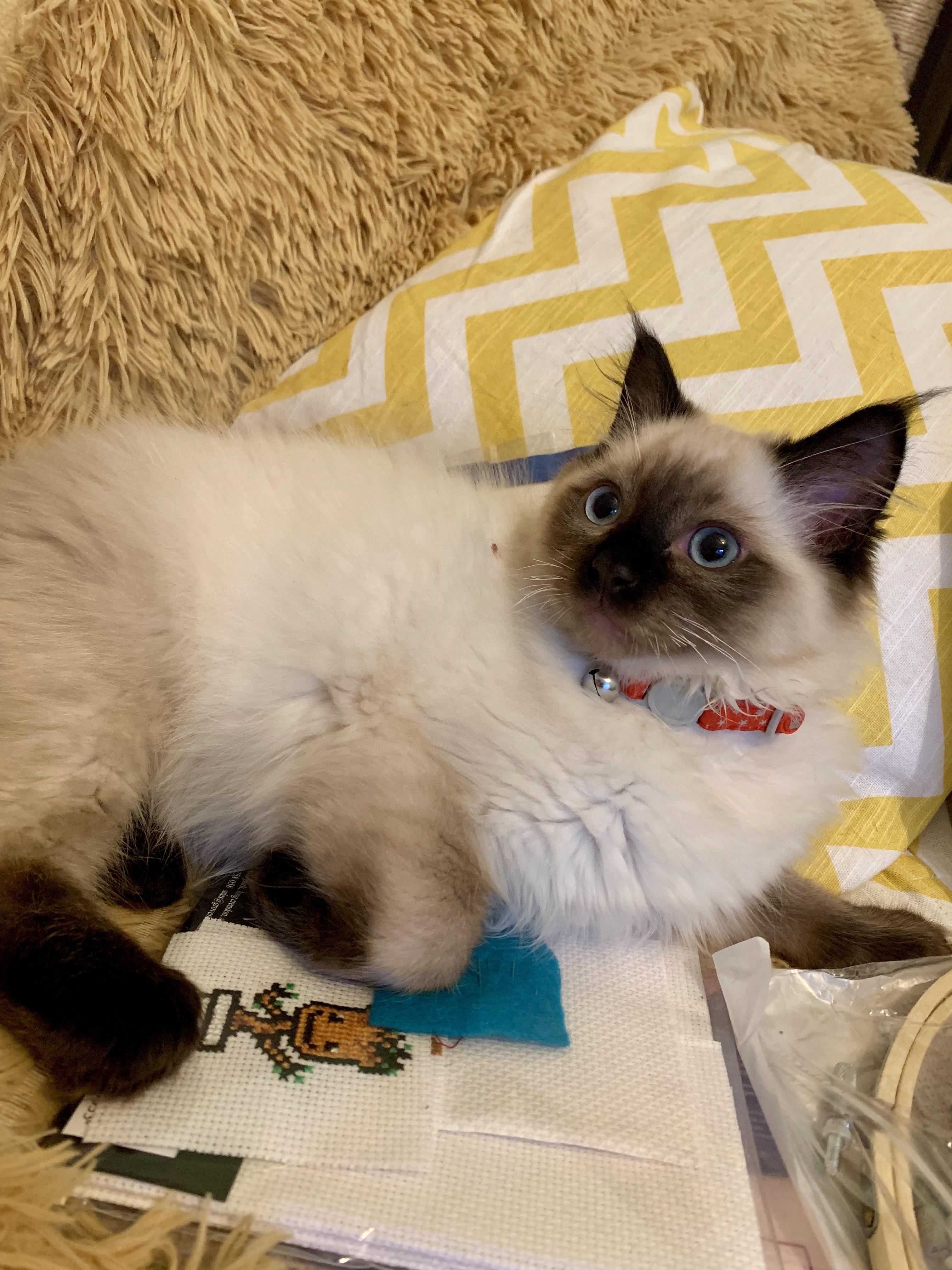 Meet Zeus. 15 weeks old and takes guarding my cross stitch very seriously. | Scrolller