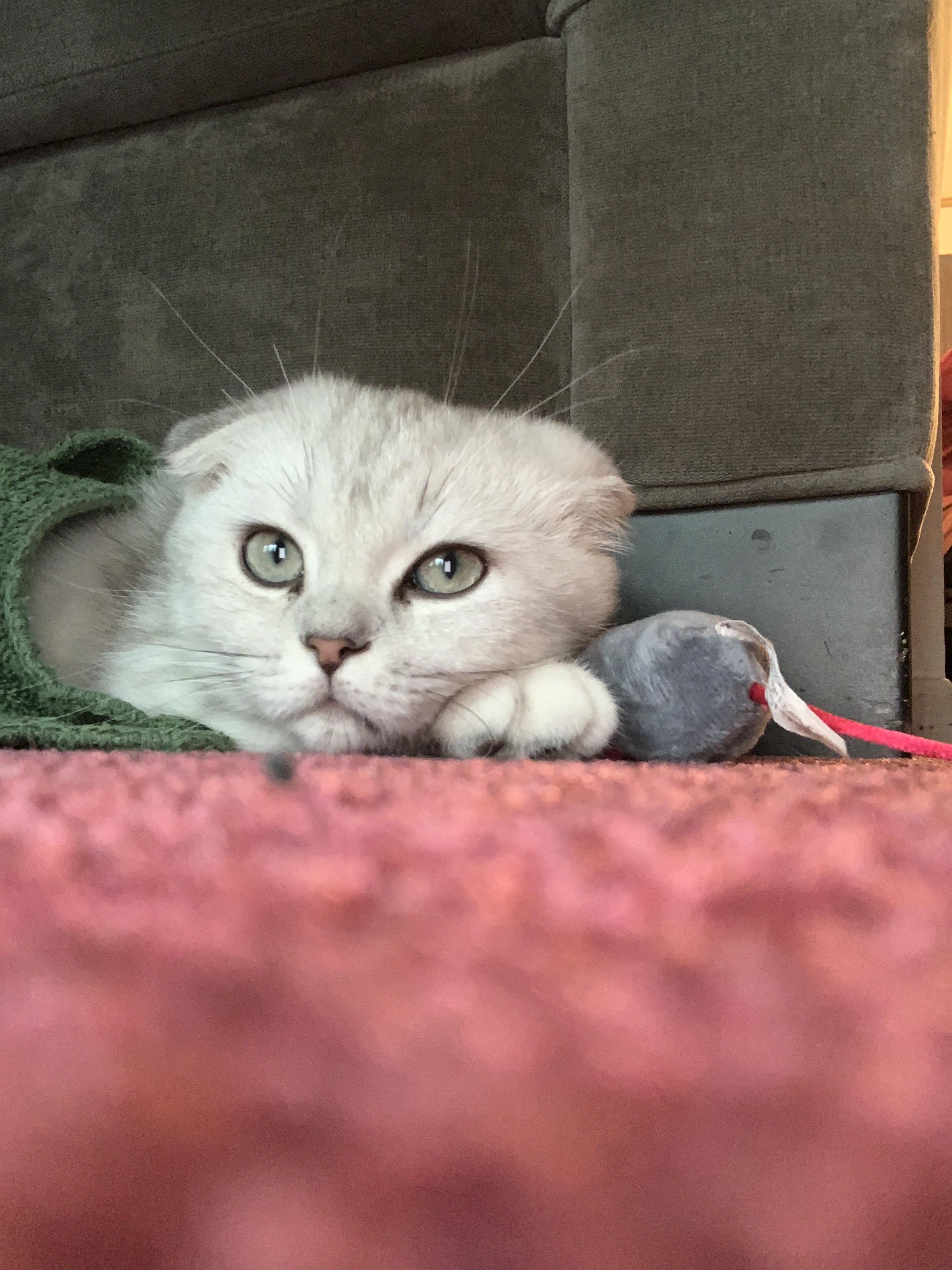 Meet Zeus | Scrolller