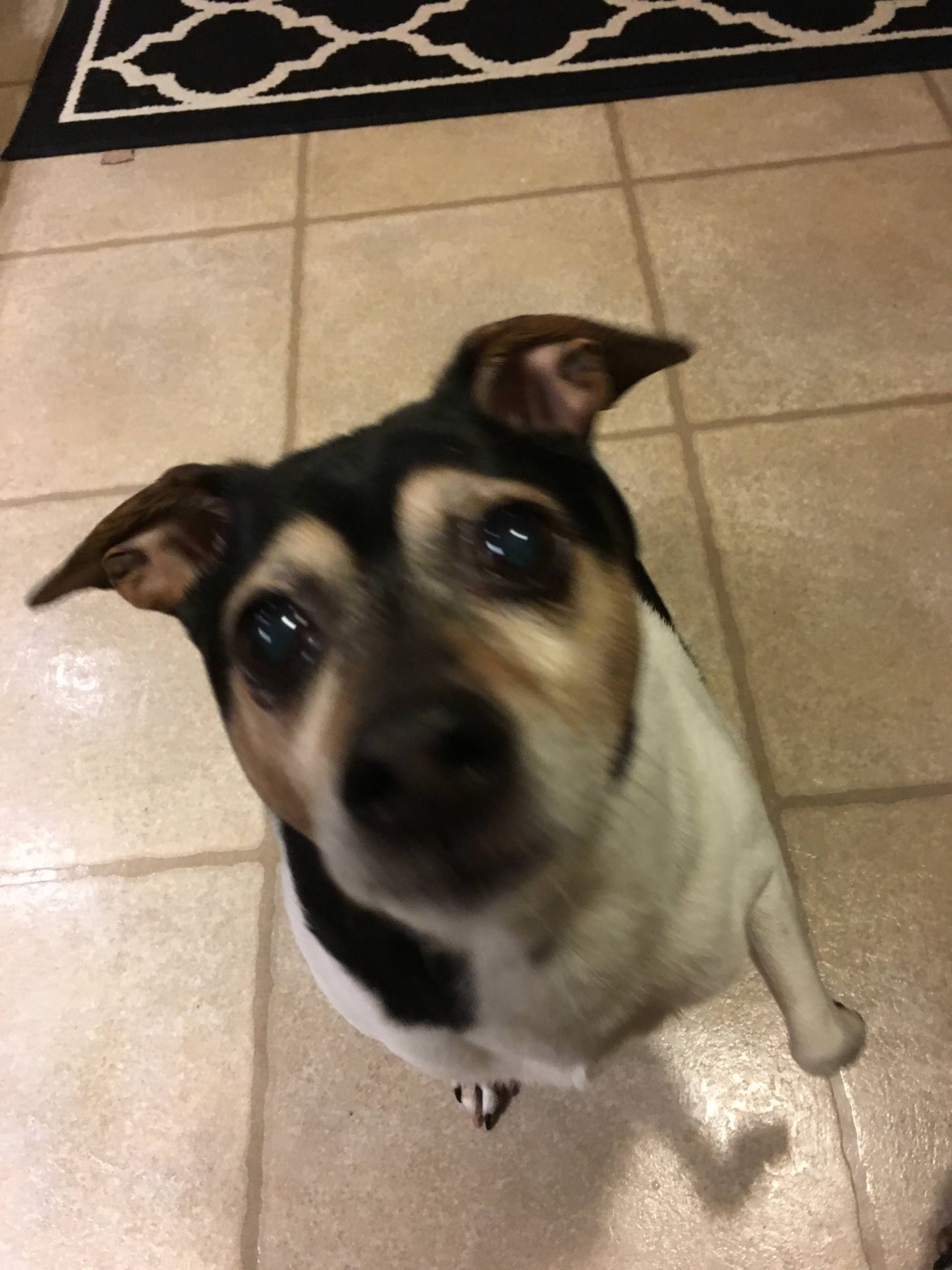 Meet Zeus | Scrolller