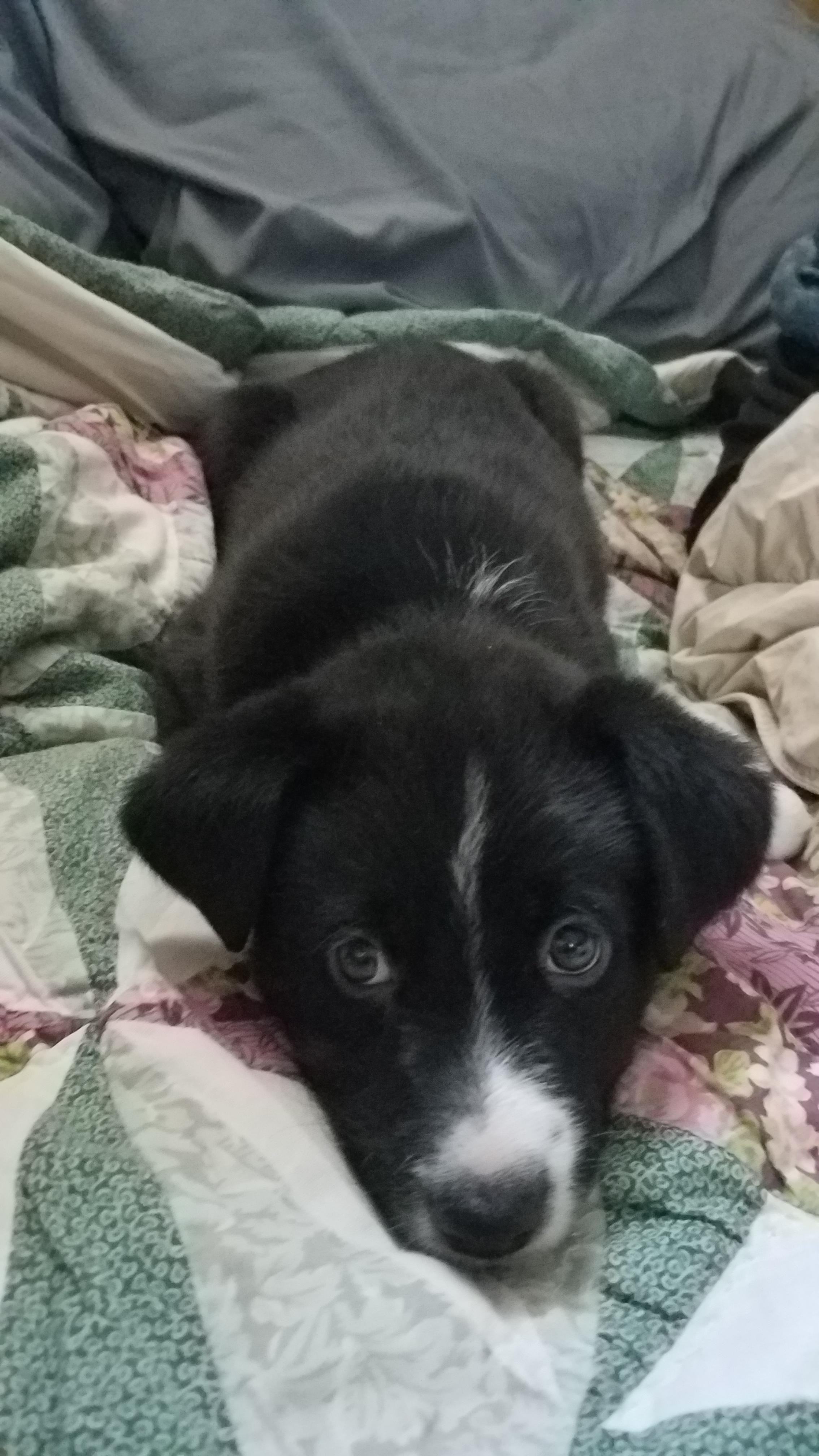 Meet Ziggy! | Scrolller