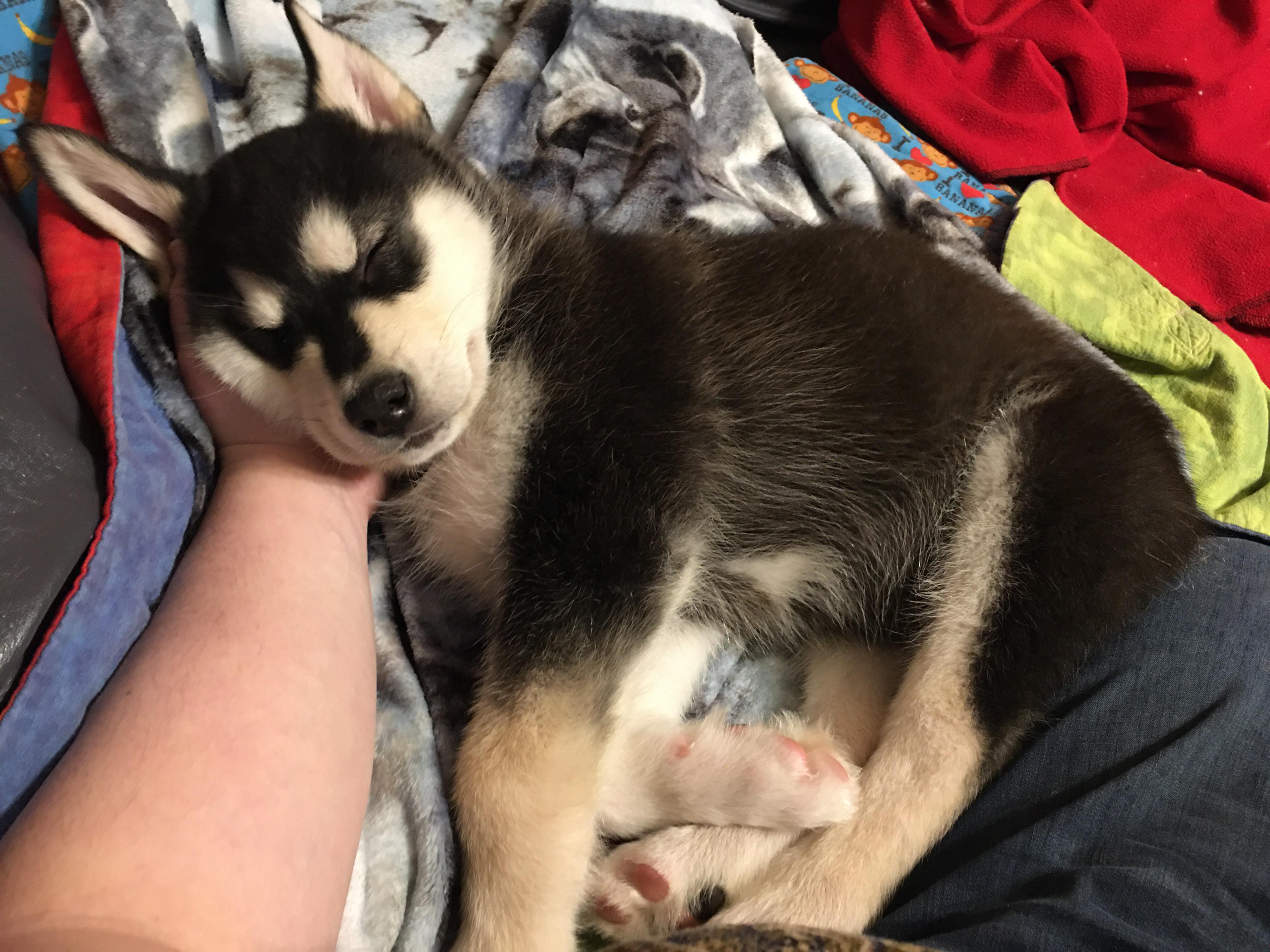 Meet Zuko- he commandeered my hand as his pillow and is stinking up the house with his farts ...