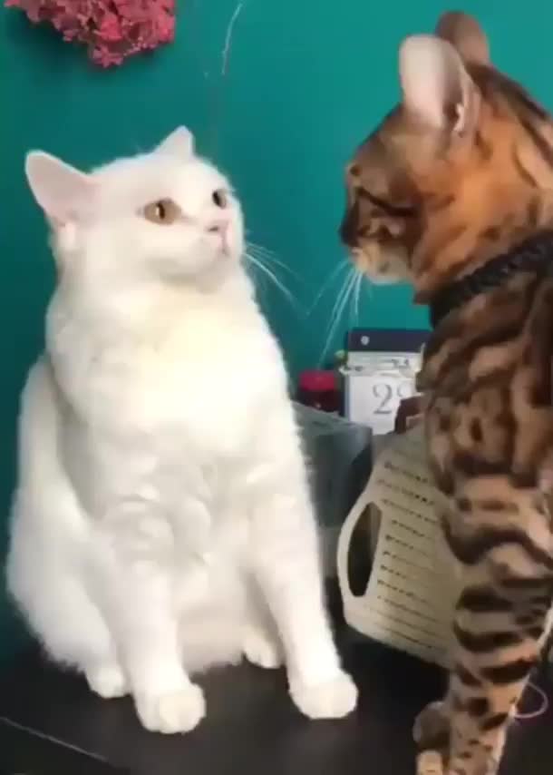 Mega slap | Scrolller