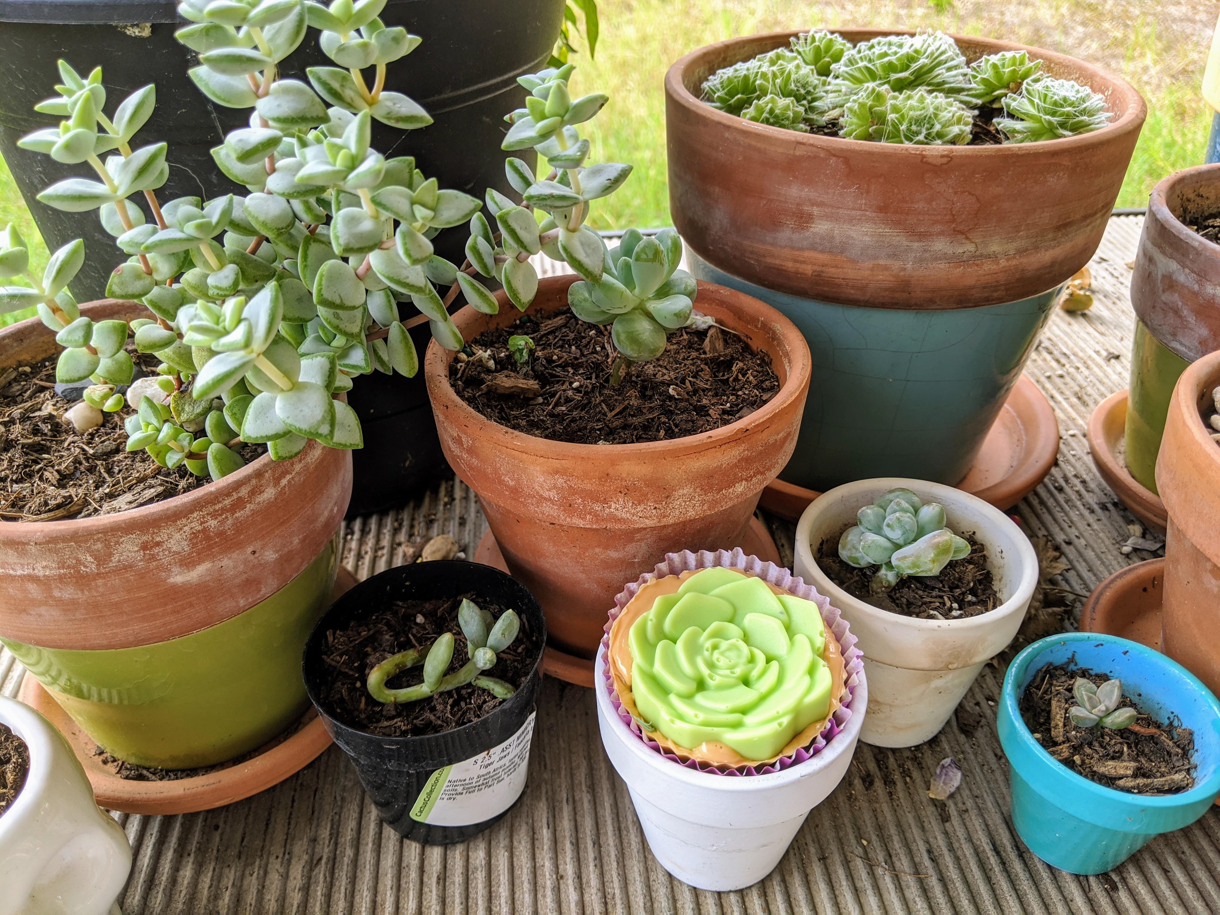 Melt n' pour succulent soap | Scrolller