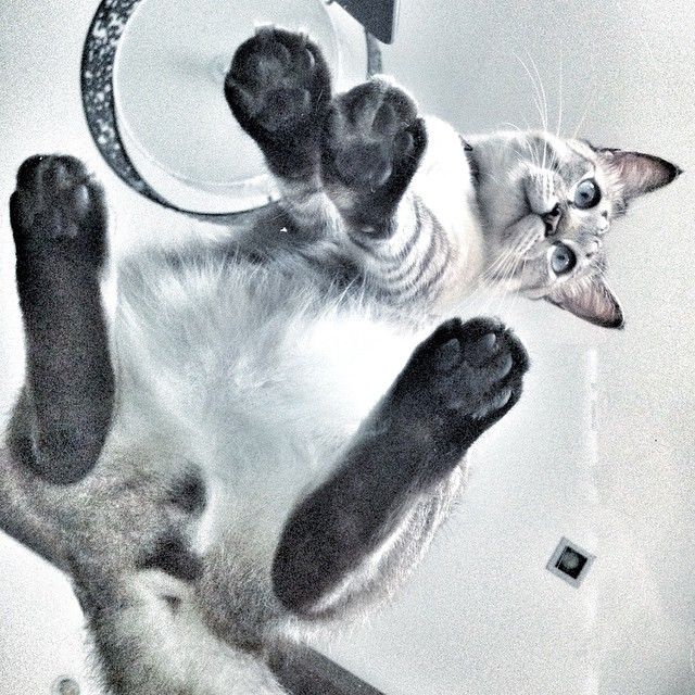 Miao San is on top | Scrolller