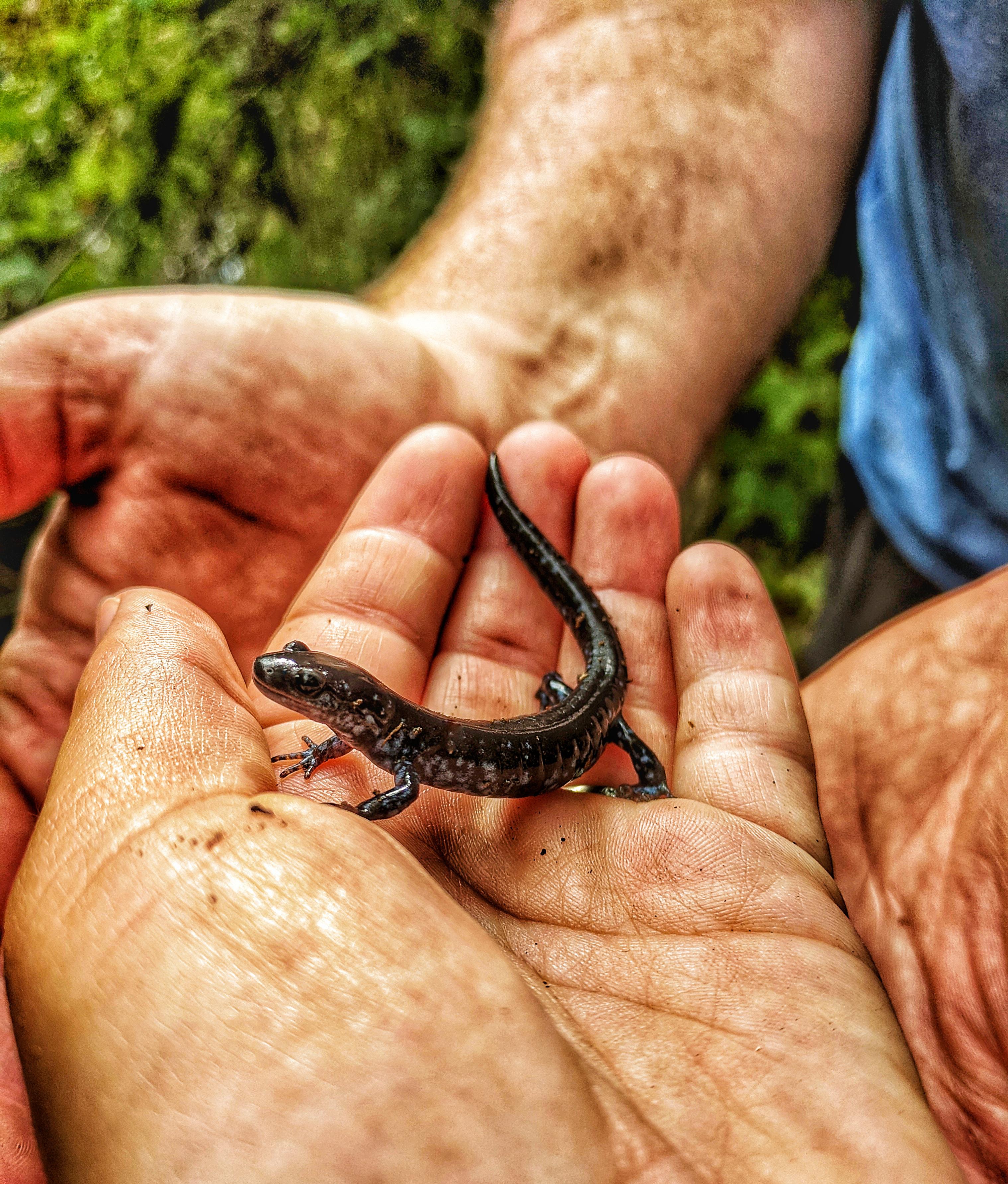 Michigan has some pretty cute salamanders! | Scrolller